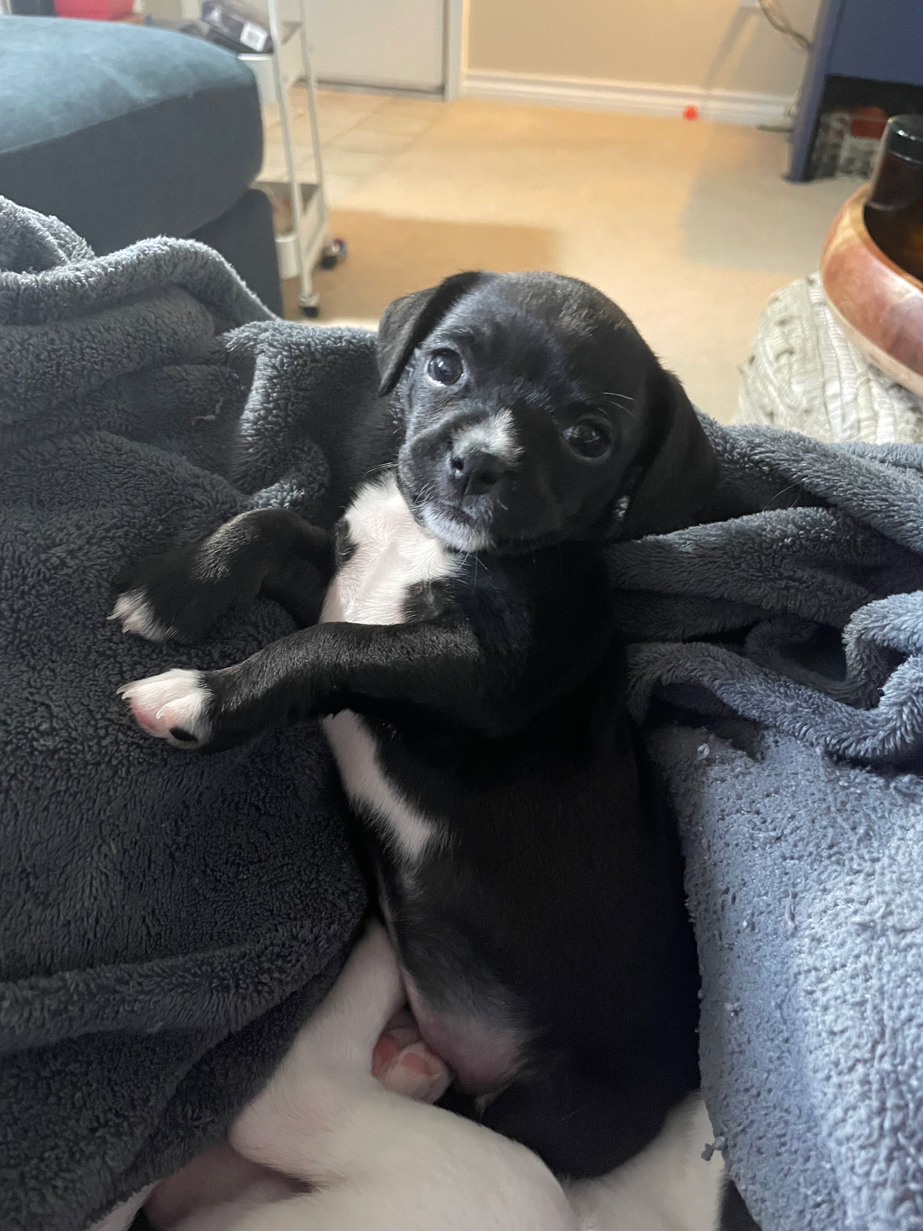 Animal Defense League of Texas | Best Friends Animal Society
