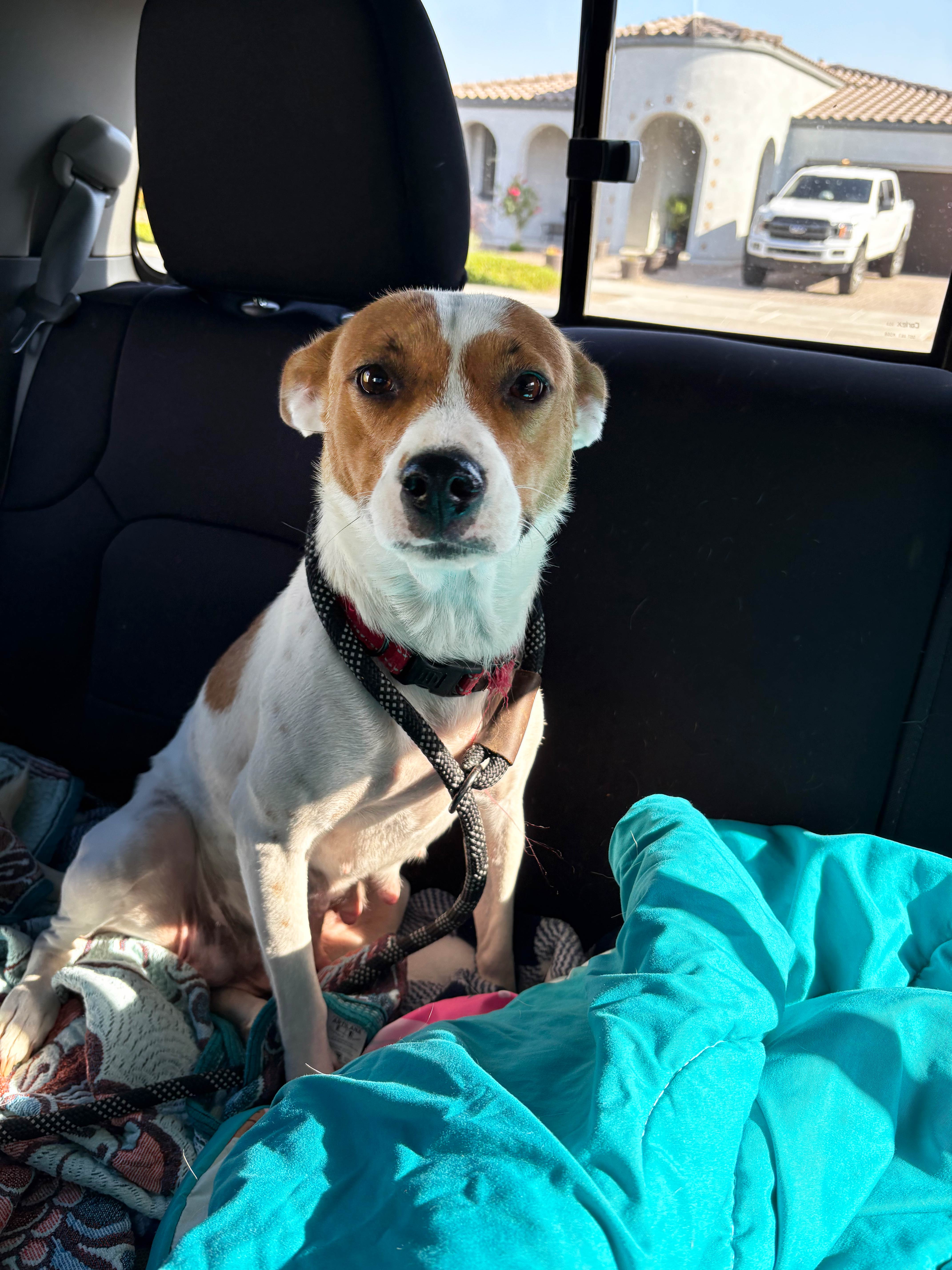 Animal Lifeline Pittsburgh | Best Friends Animal Society