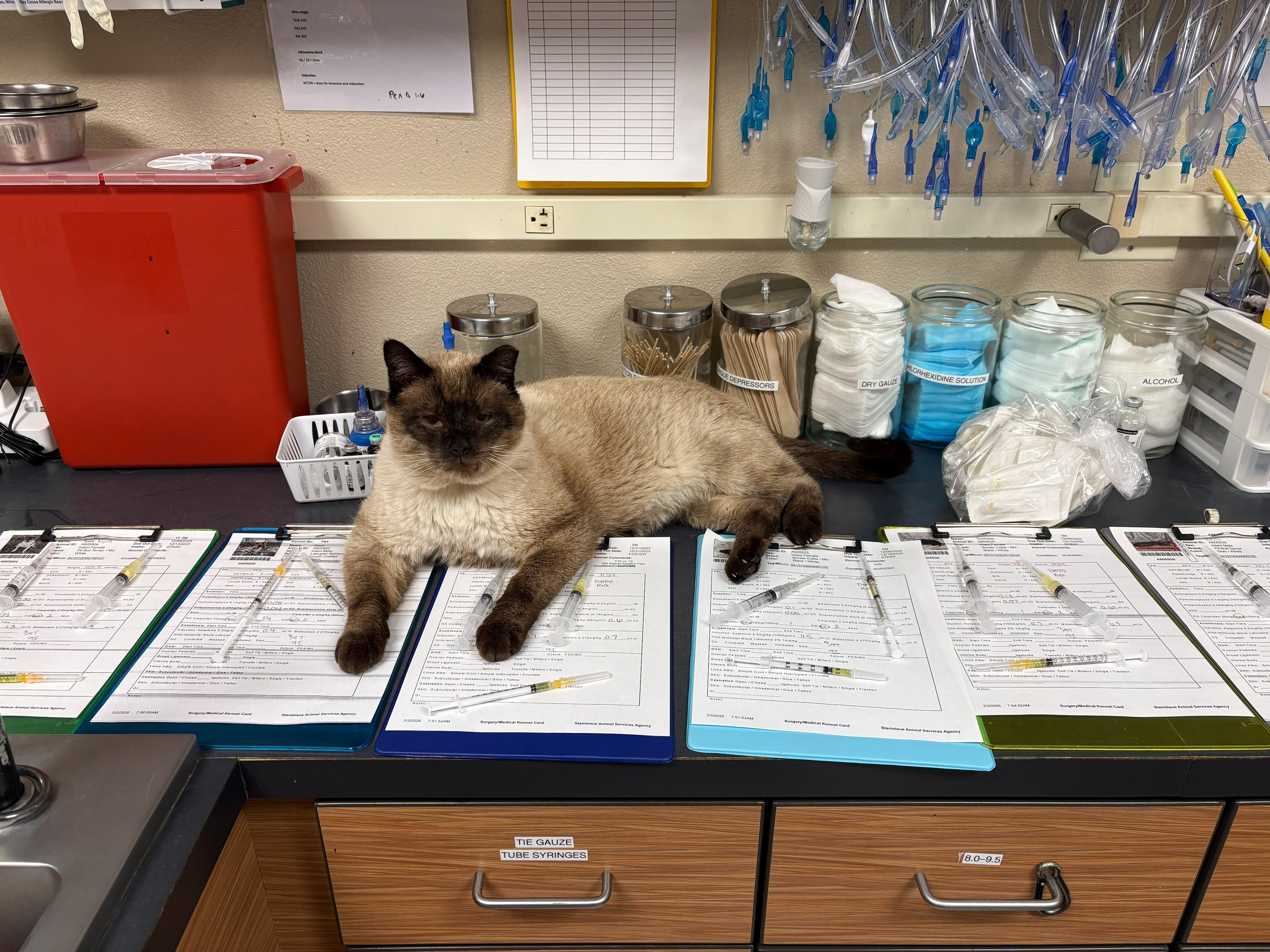 Helping community cats thrive in California | Best Friends Animal Society