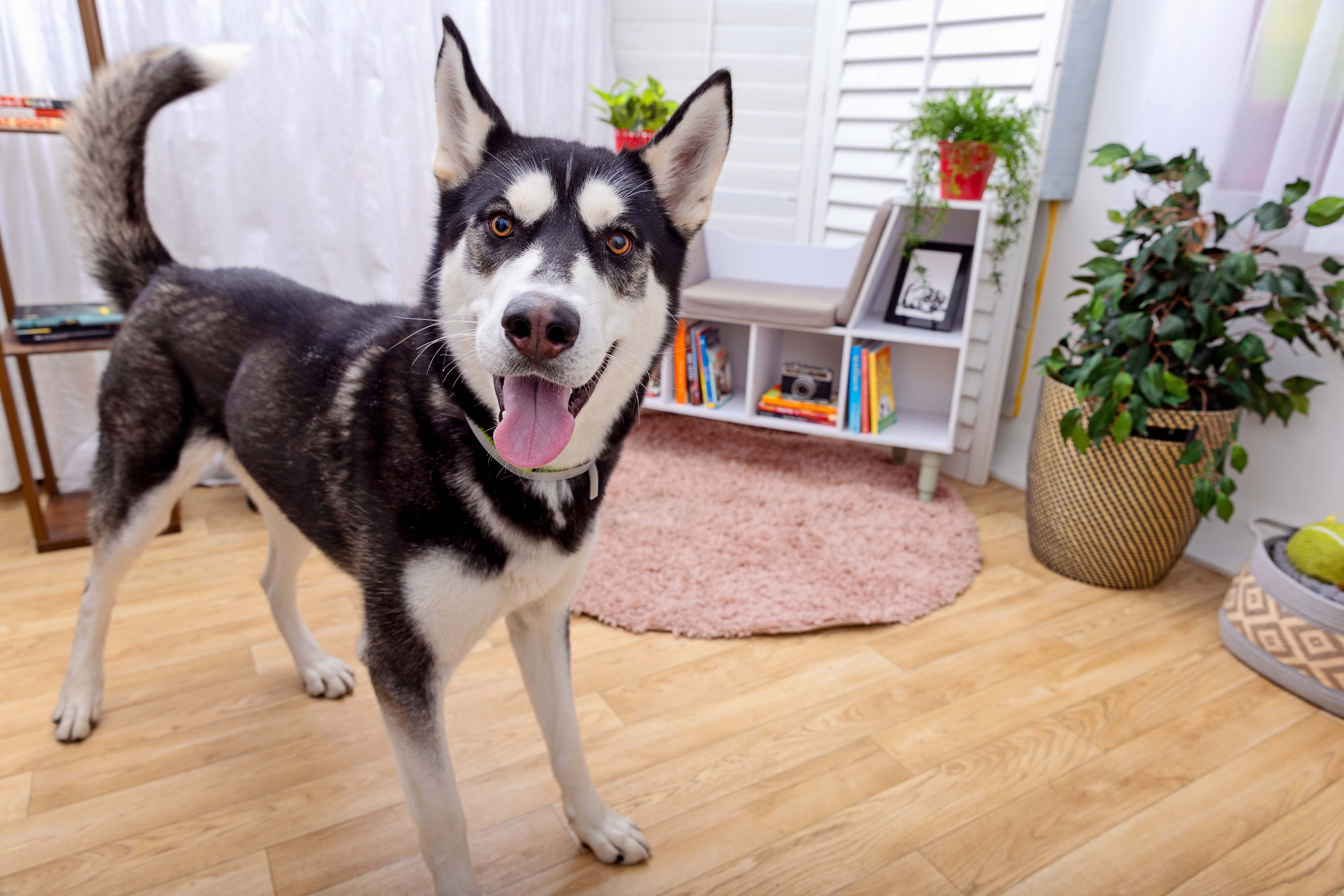 Heartfelt acts of kindness for animals | Best Friends Animal Society