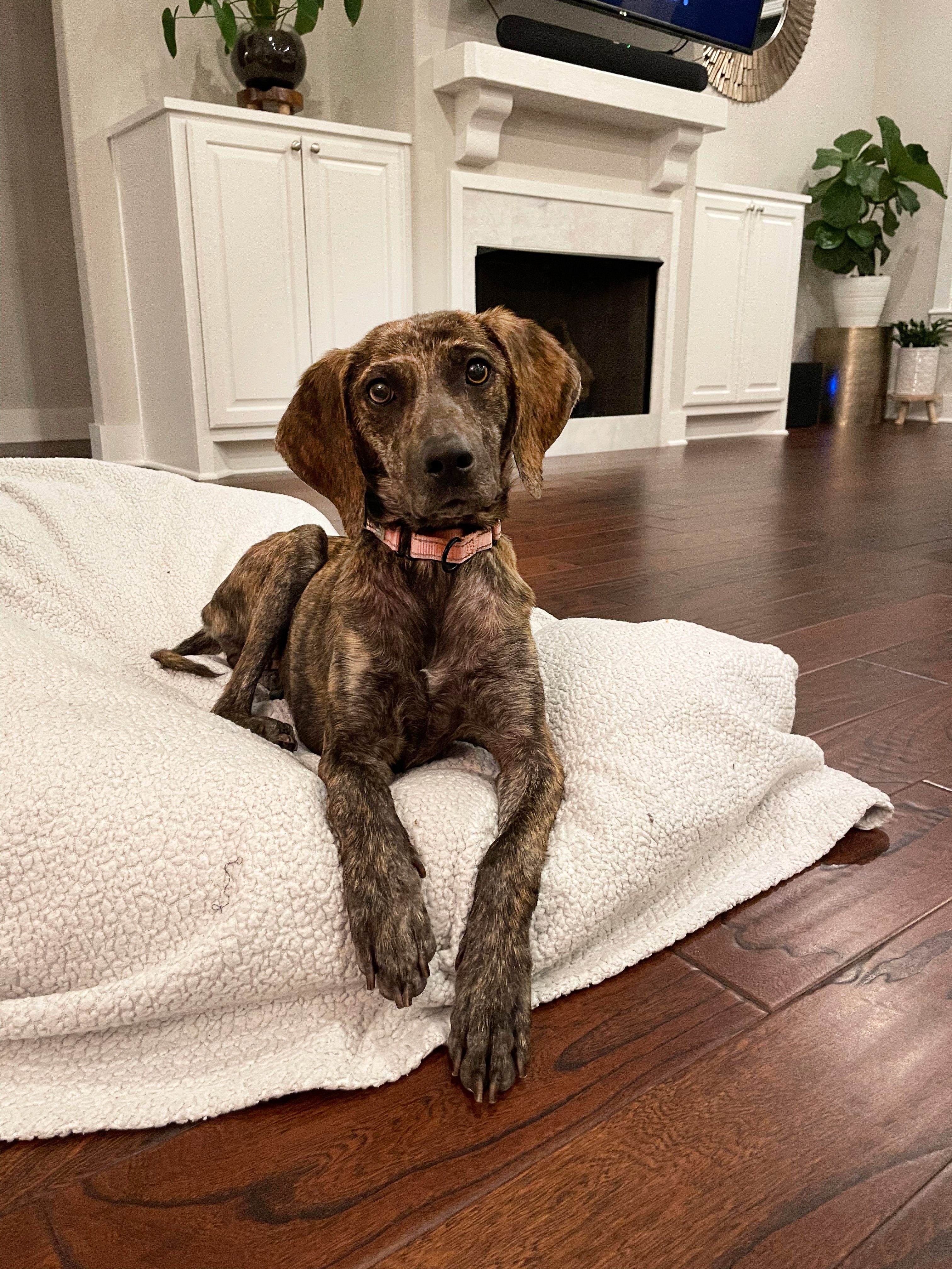 Faces of No-Kill: Dog goes from shut down to shining | Best Friends ...