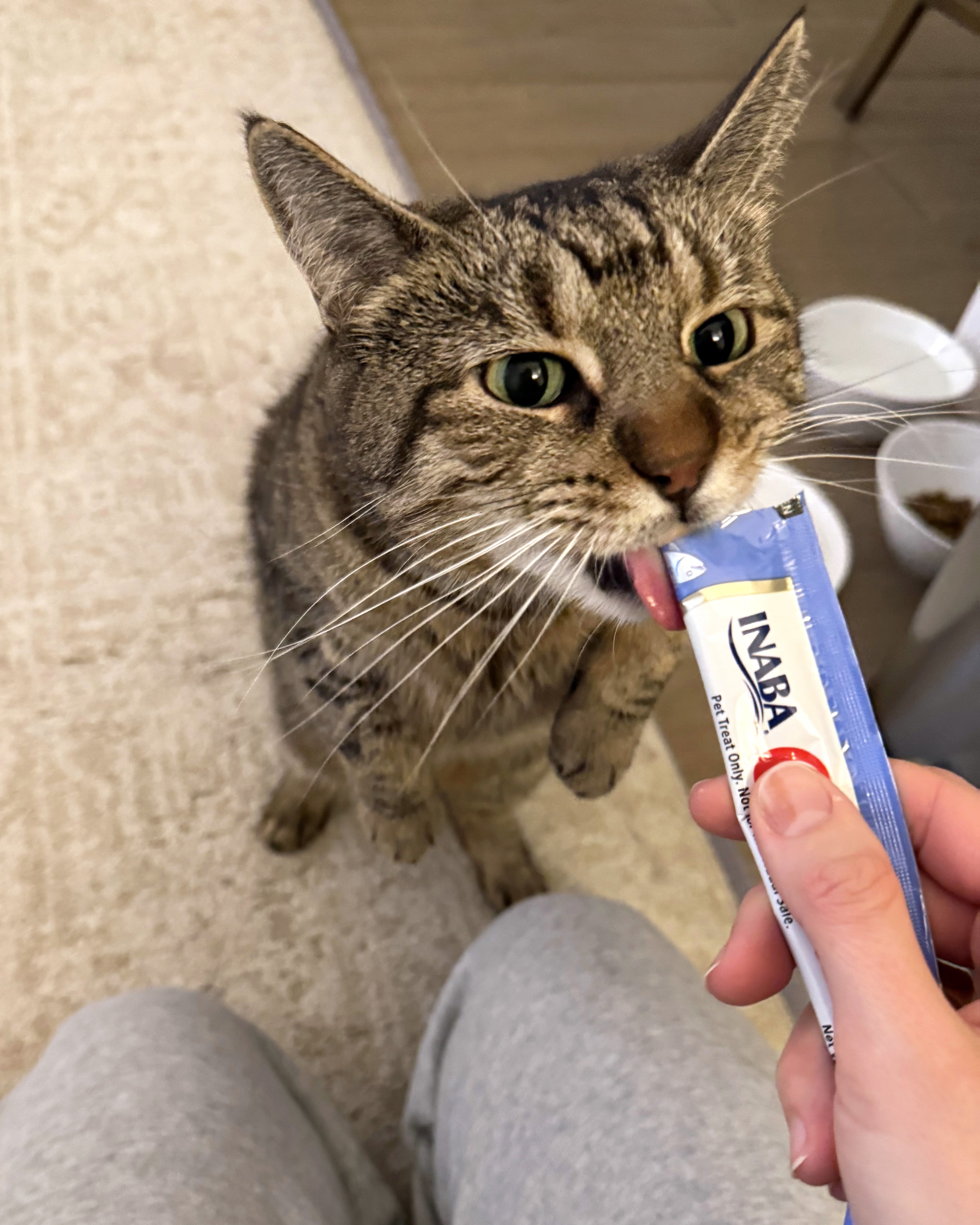 Bad luck? Black cat myths debunked | Best Friends Animal Society