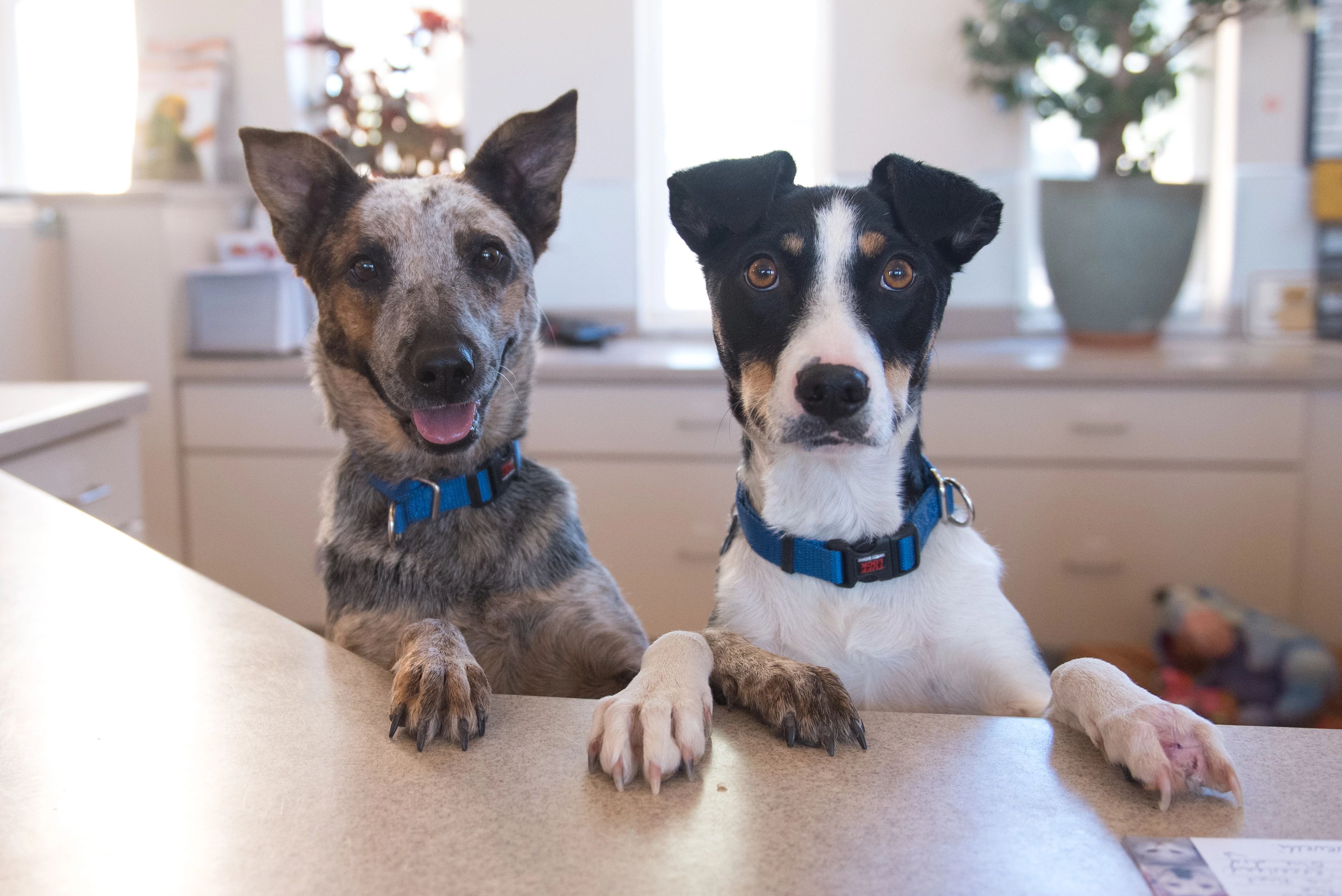 Best friends at Best Friends: Dogs find their footing | Best Friends ...