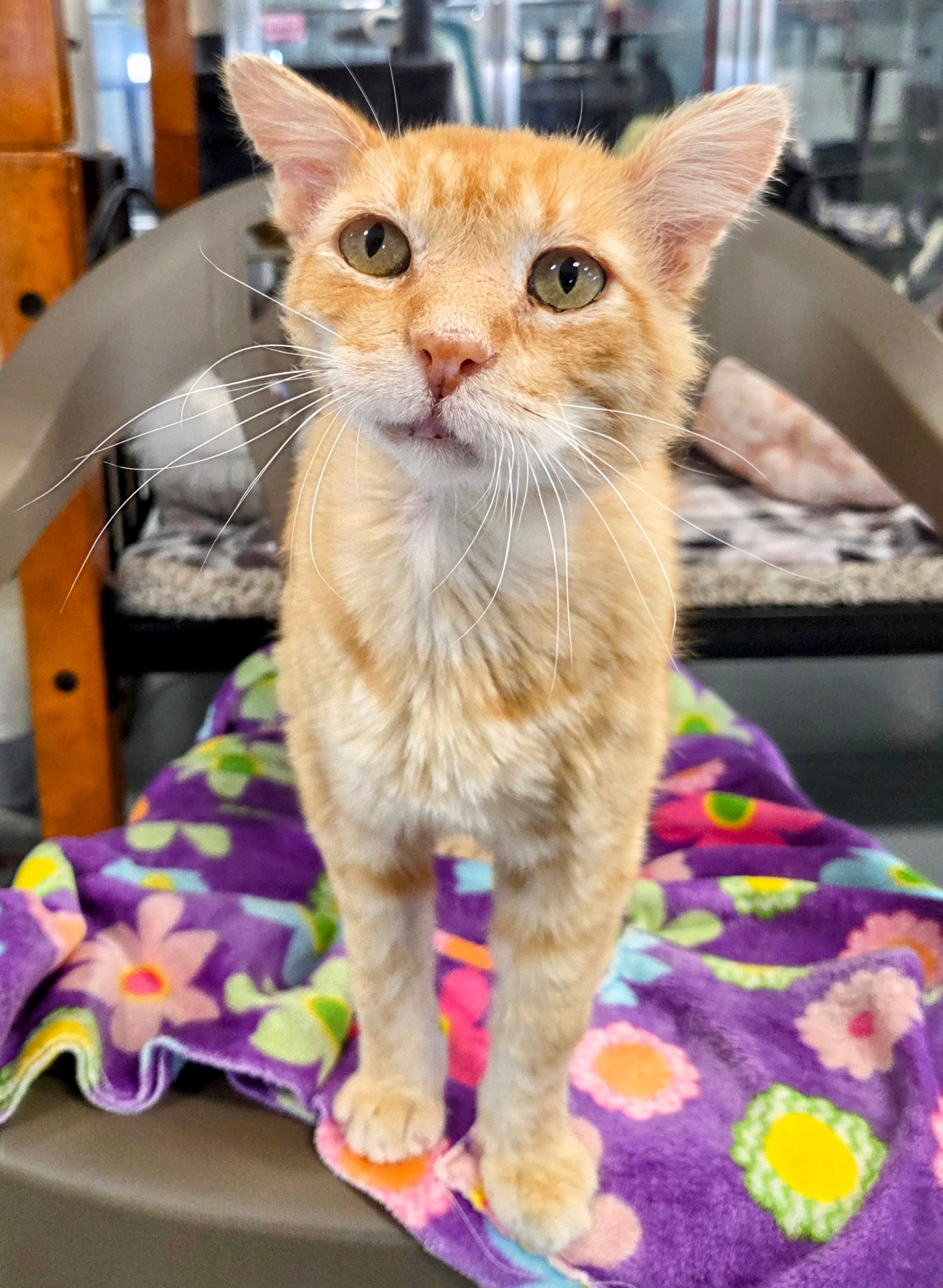 Small rescue group, big impact for Wyoming's cats | Best Friends Animal ...