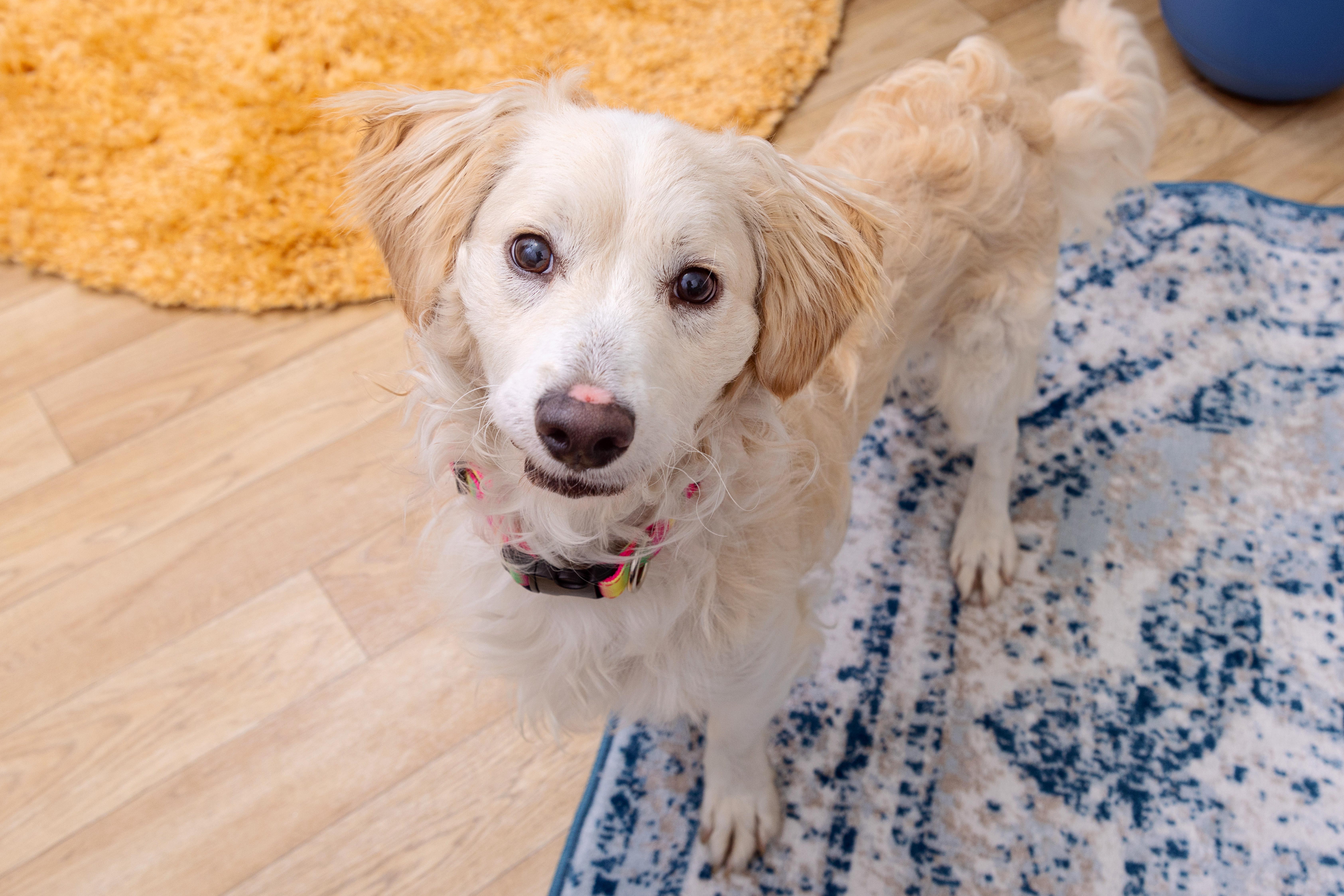 Don’t you just love happy endings for homeless pets? | Best Friends ...