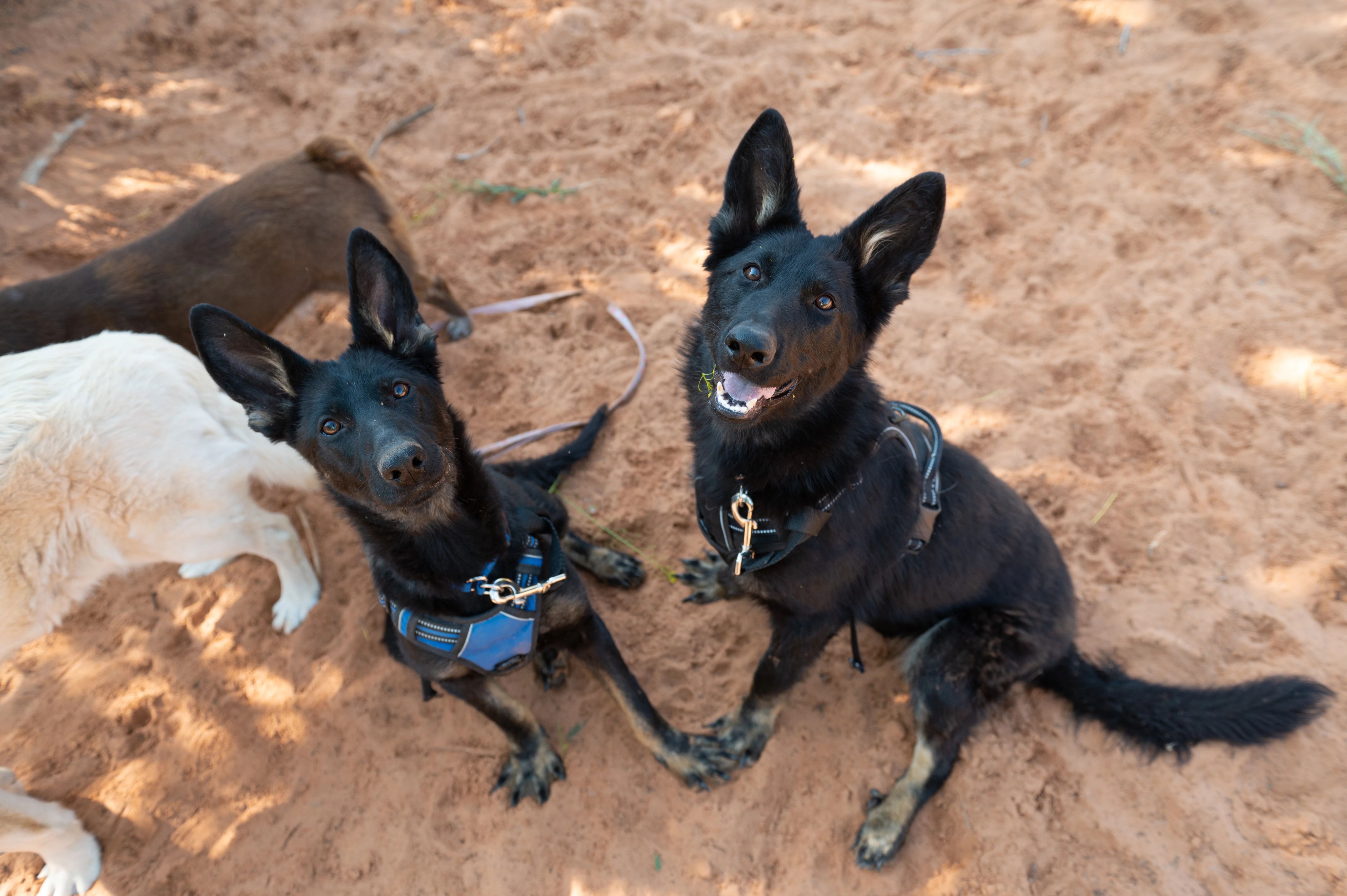 Puppy sisters shine after beating parvo, distemper | Best Friends ...