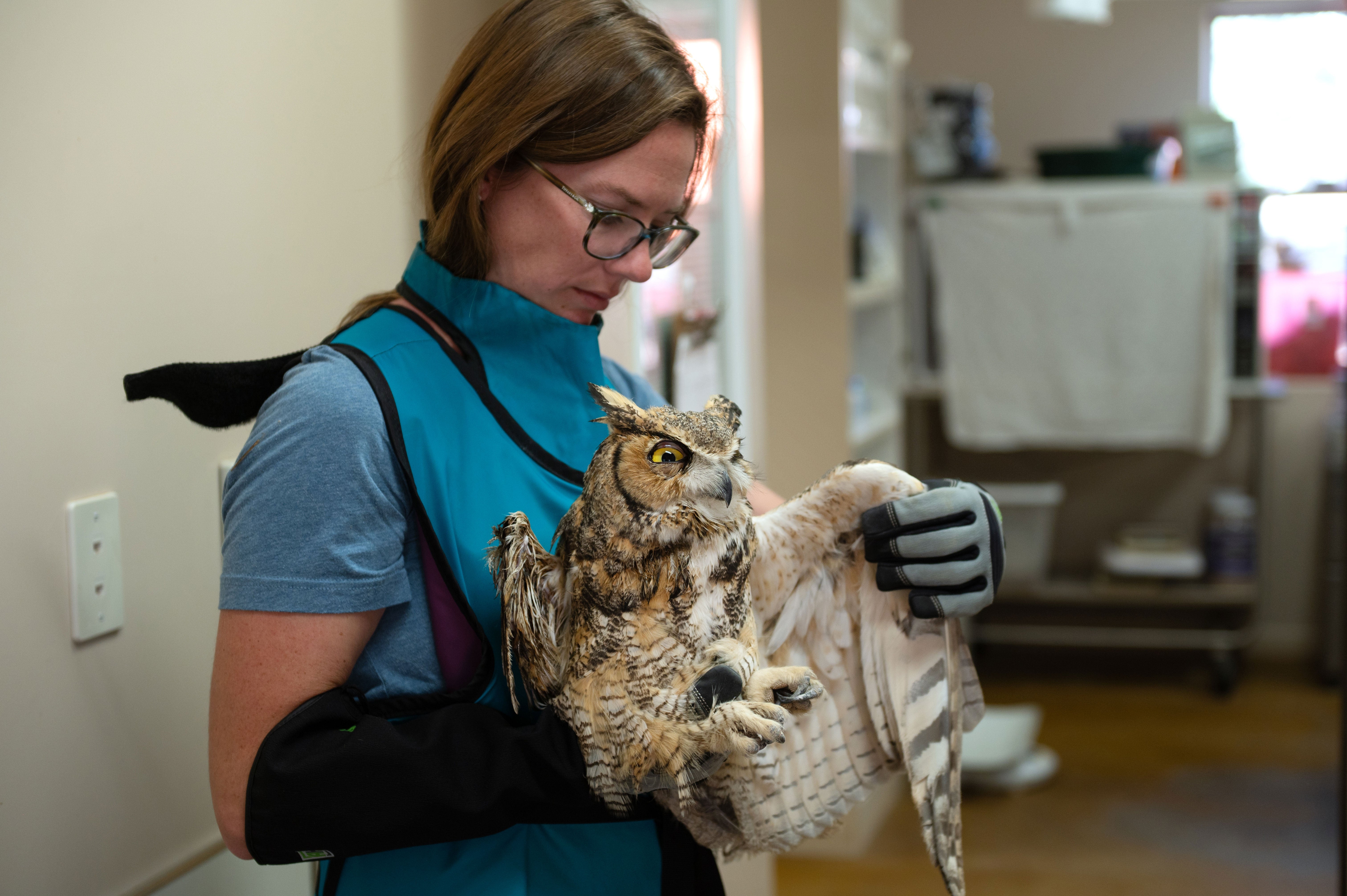 Getting an owl covered in concrete back to the skies | Best Friends ...