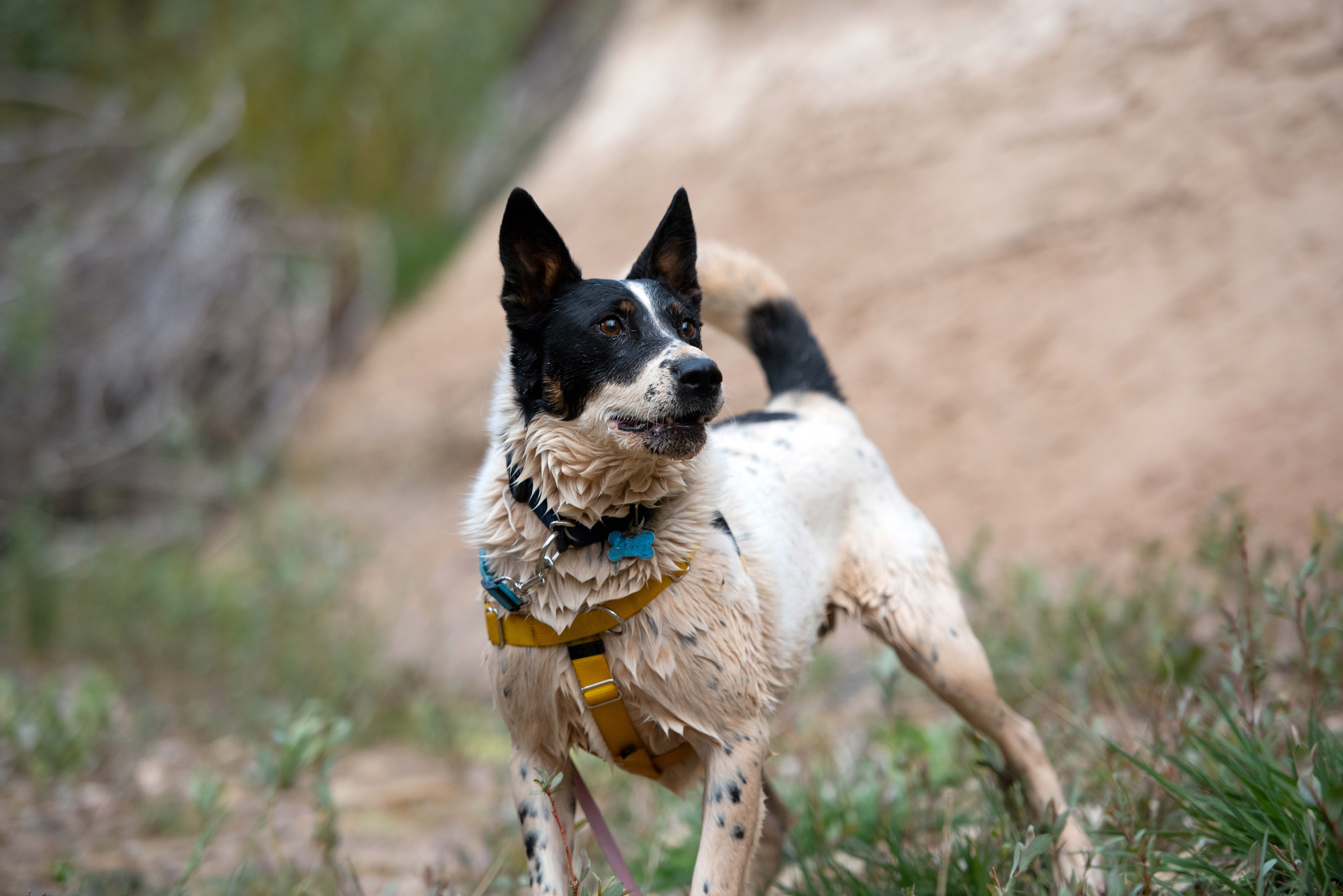 Faces of No-Kill: Dog lands dream life on ranch | Best Friends Animal ...