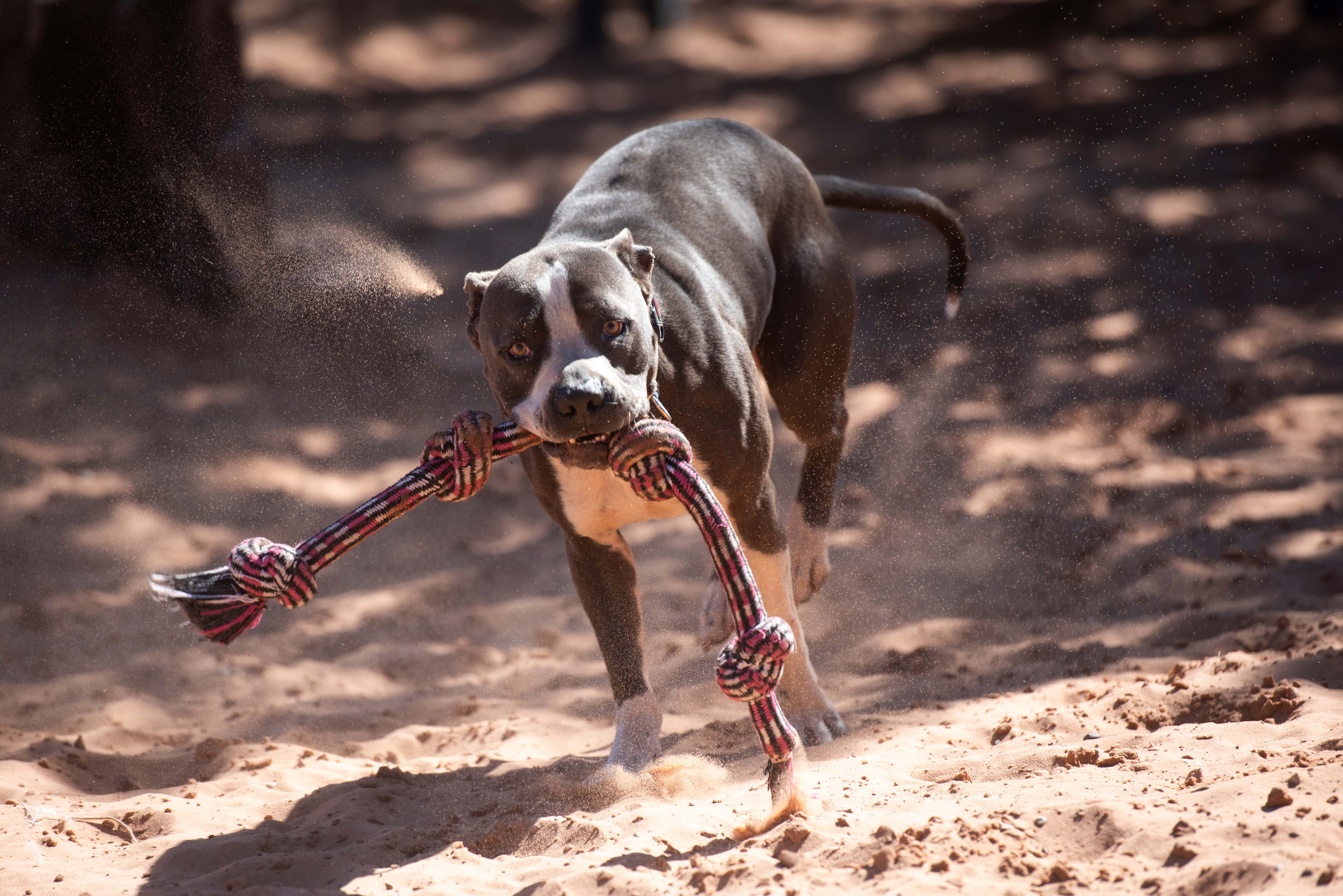 Flyball helps dog go from shy to super-fly | Best Friends Animal Society
