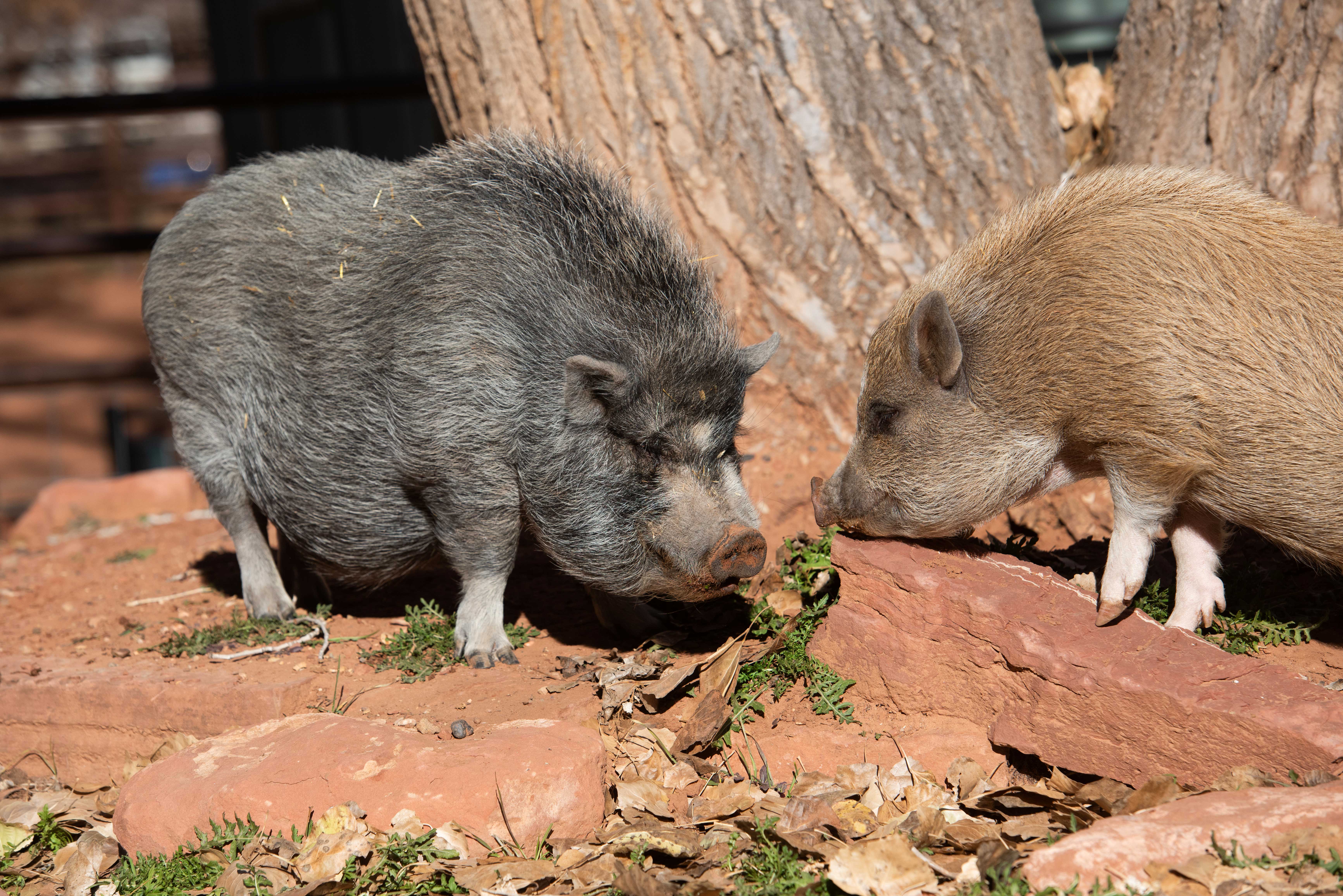 Shy piggy blossoms with a little help from his friend | Best Friends ...