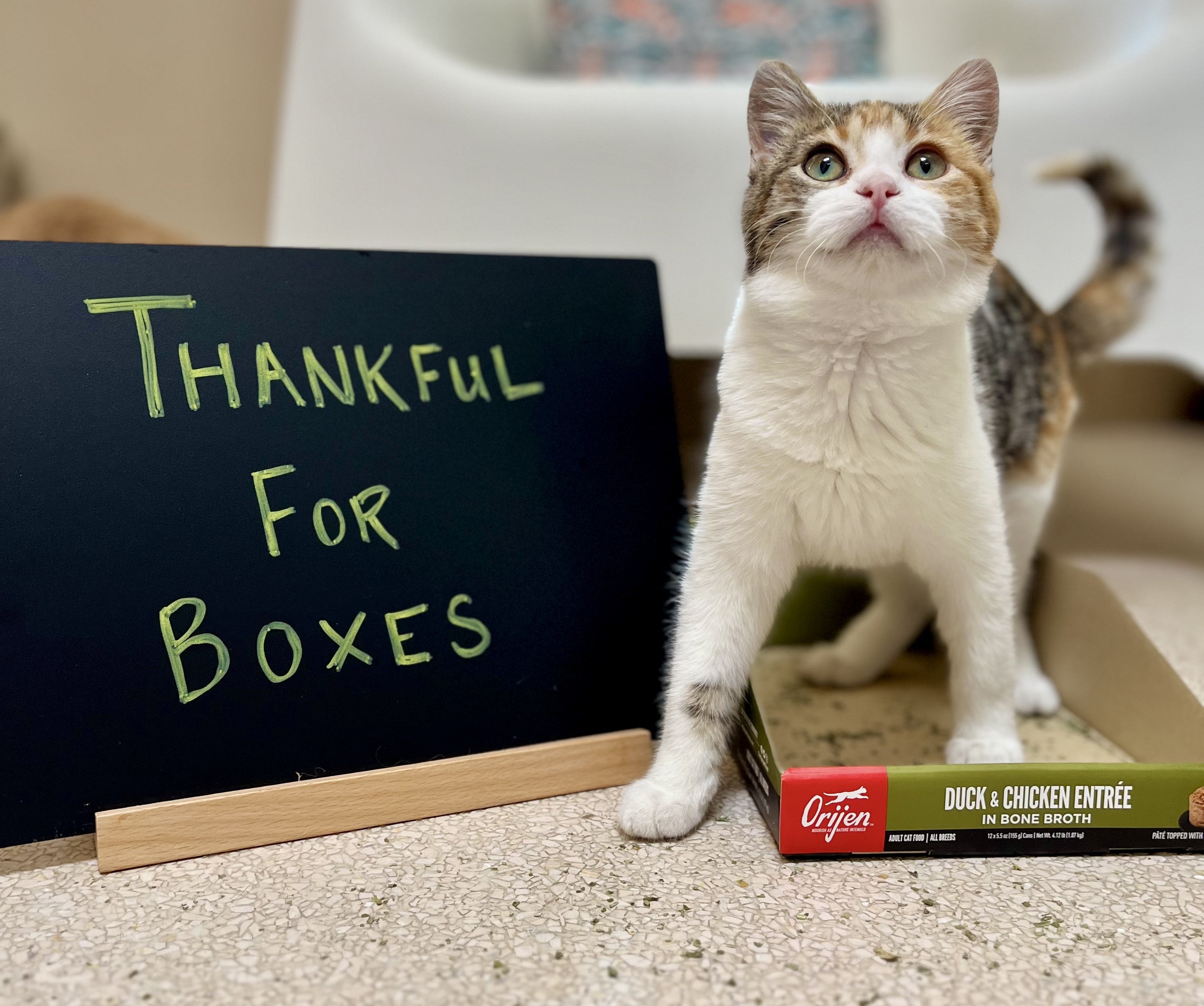 Giving thanks with the animals at Best Friends | Best Friends Animal ...