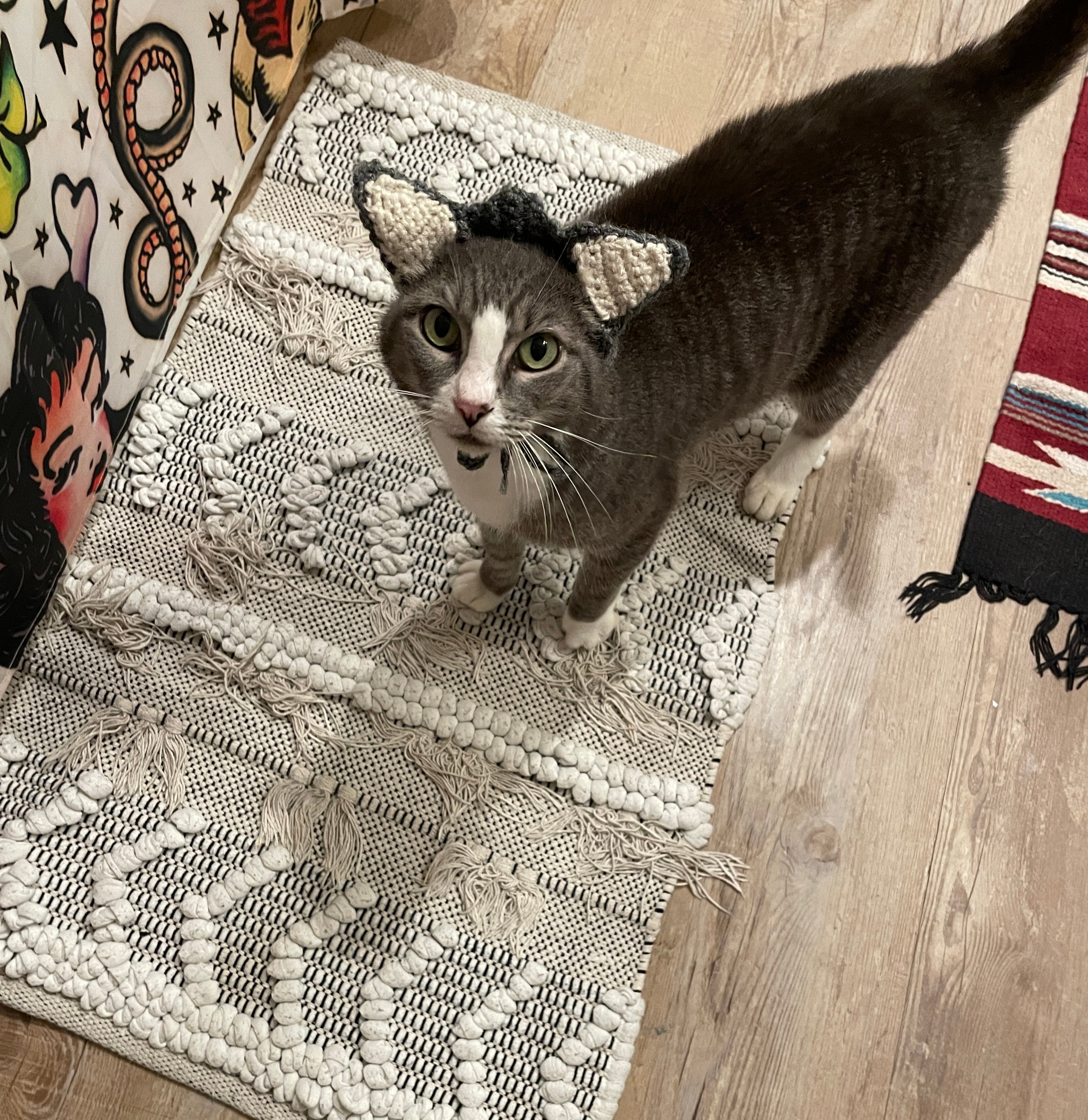 A new set of ears for an injured cat | Best Friends Animal Society