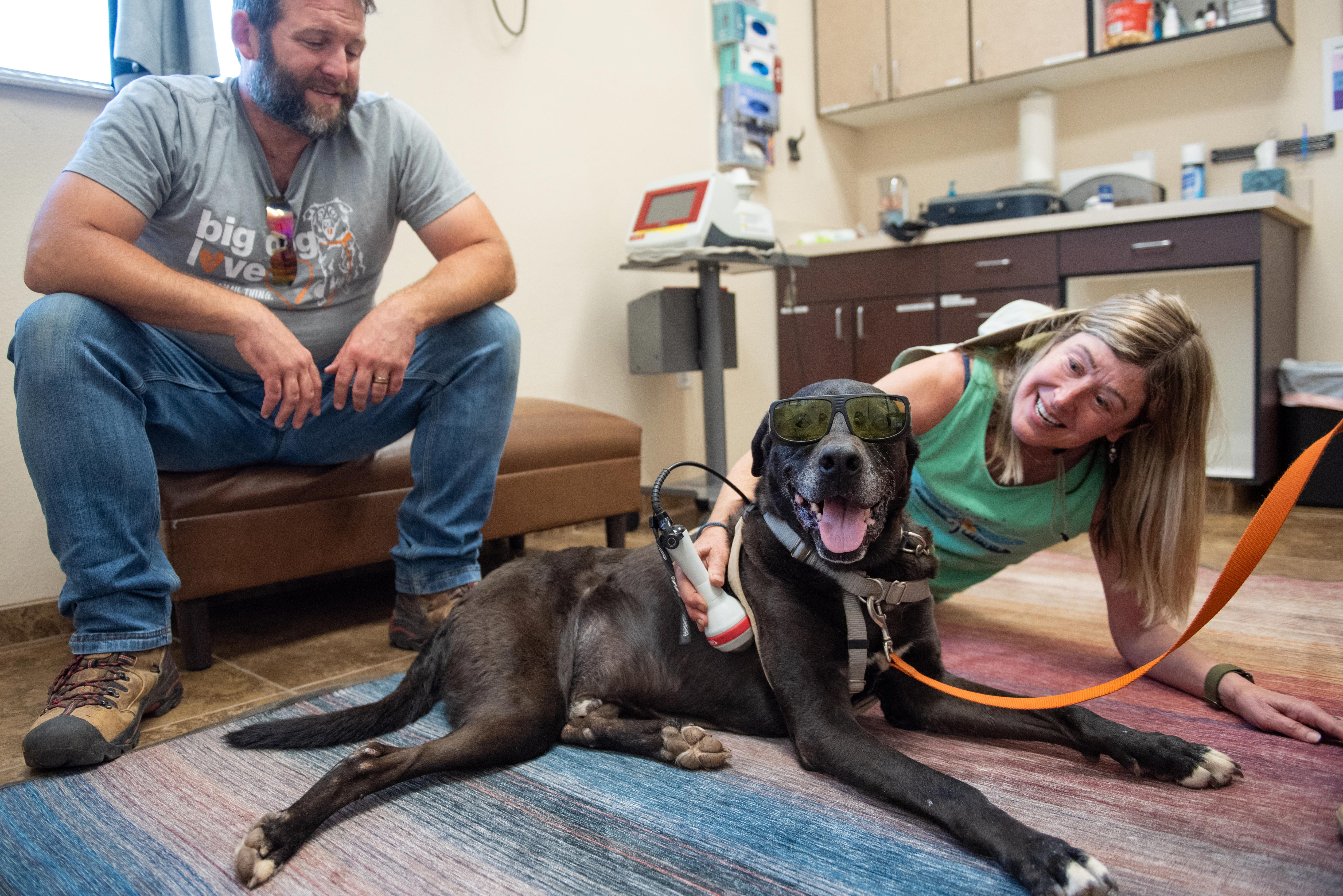 Dog’s no-laser therapy is almost as good as the real thing | Best ...