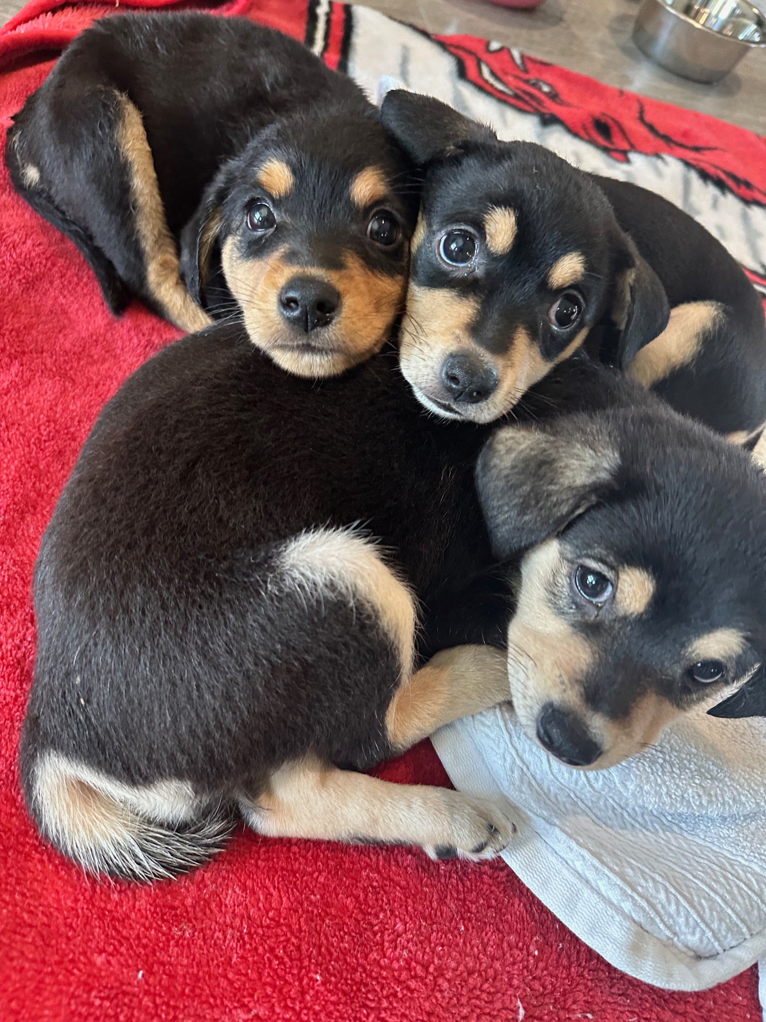 Puppies thrive thanks to foster volunteer’s courage | Best Friends ...