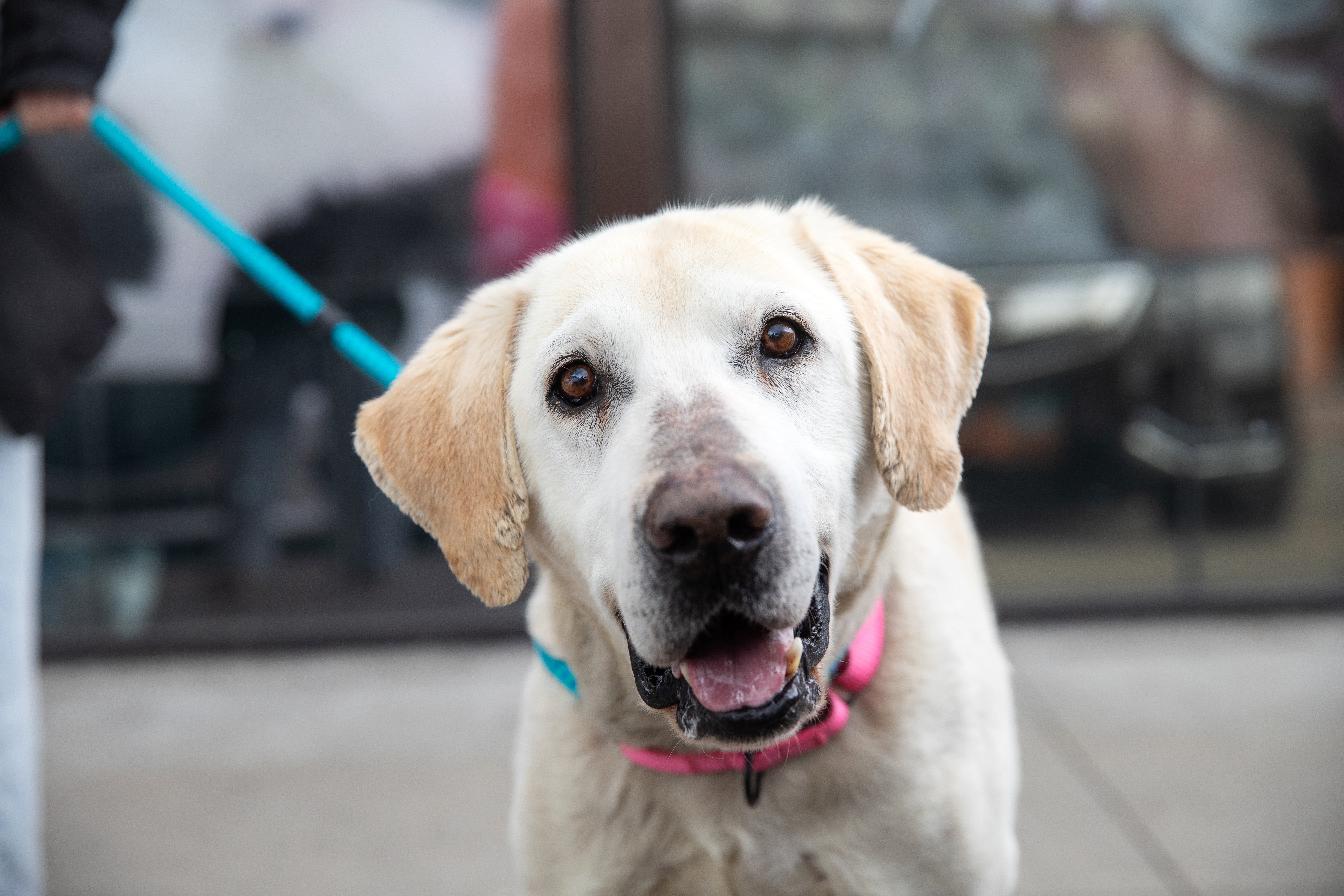 Groups nationwide deliver for pets in need | Best Friends Animal Society