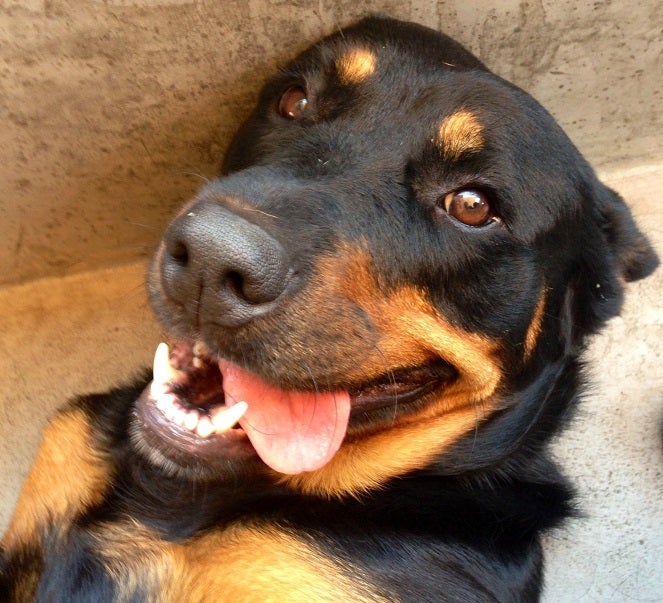 Our "Best Friend" Honored Volunteer | Best Friends Animal Society