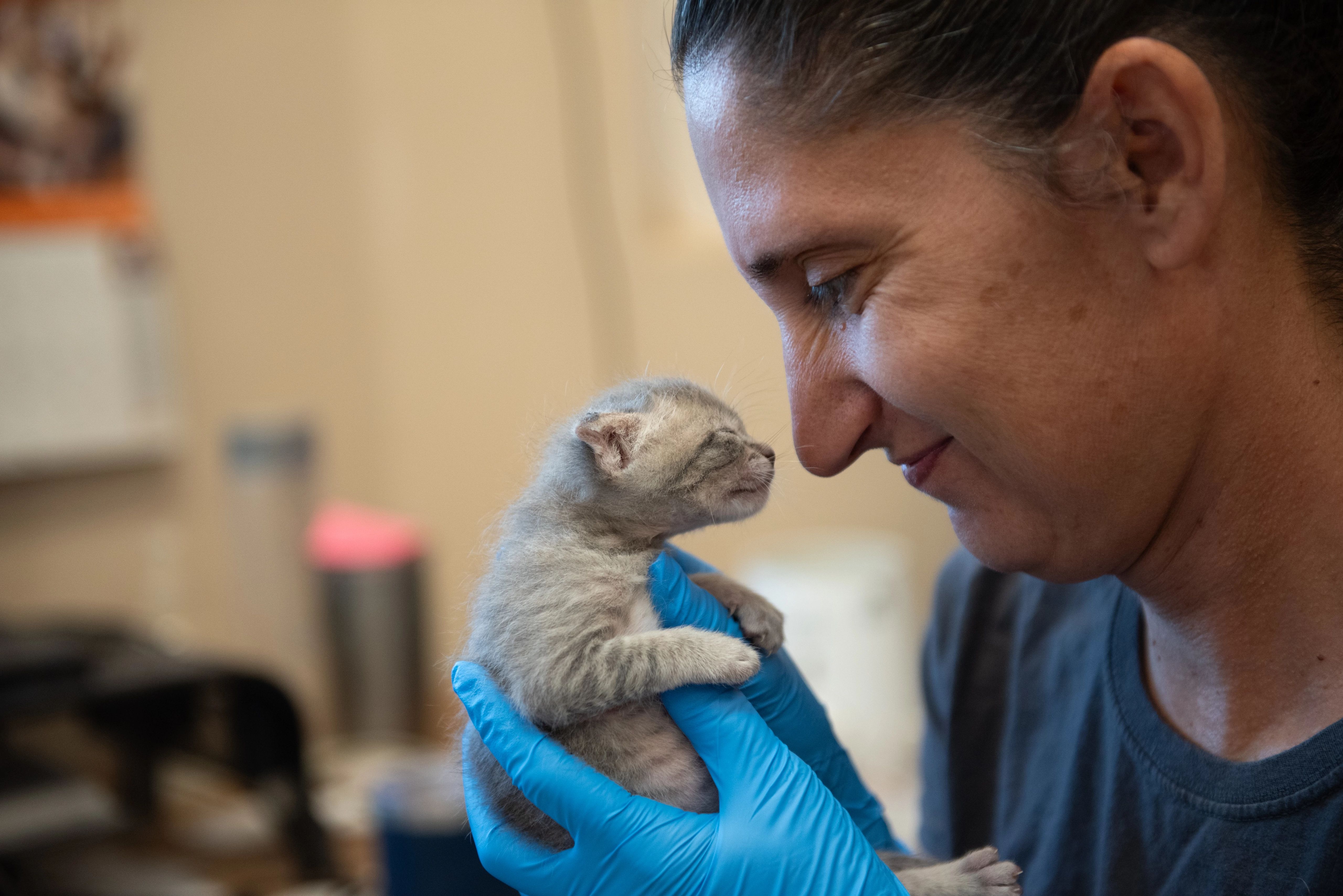 Foster caregivers team up to save orphaned kittens | Best Friends ...