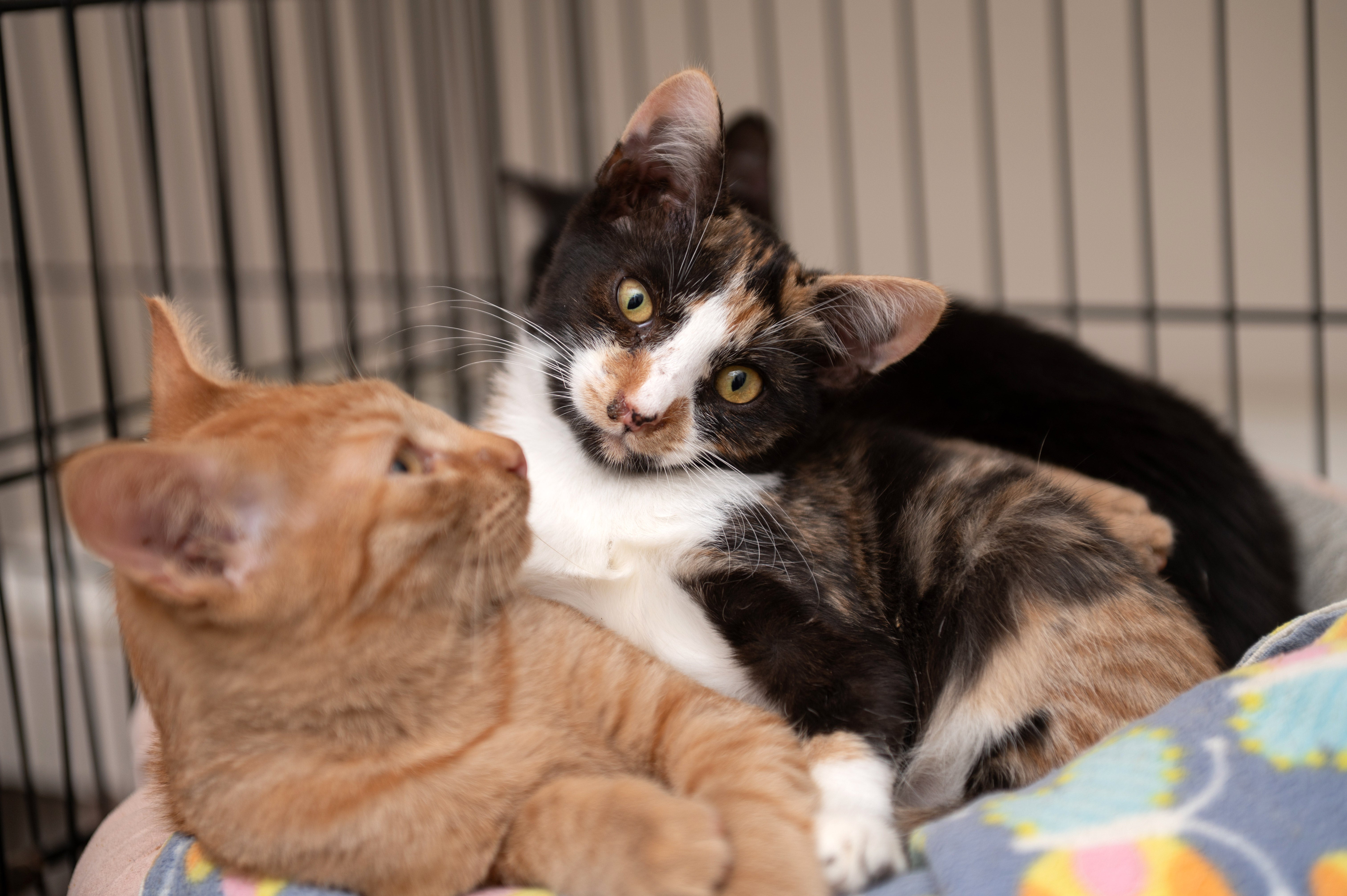 2 cats, 1 epic road trip, and a family full of love | Best Friends ...