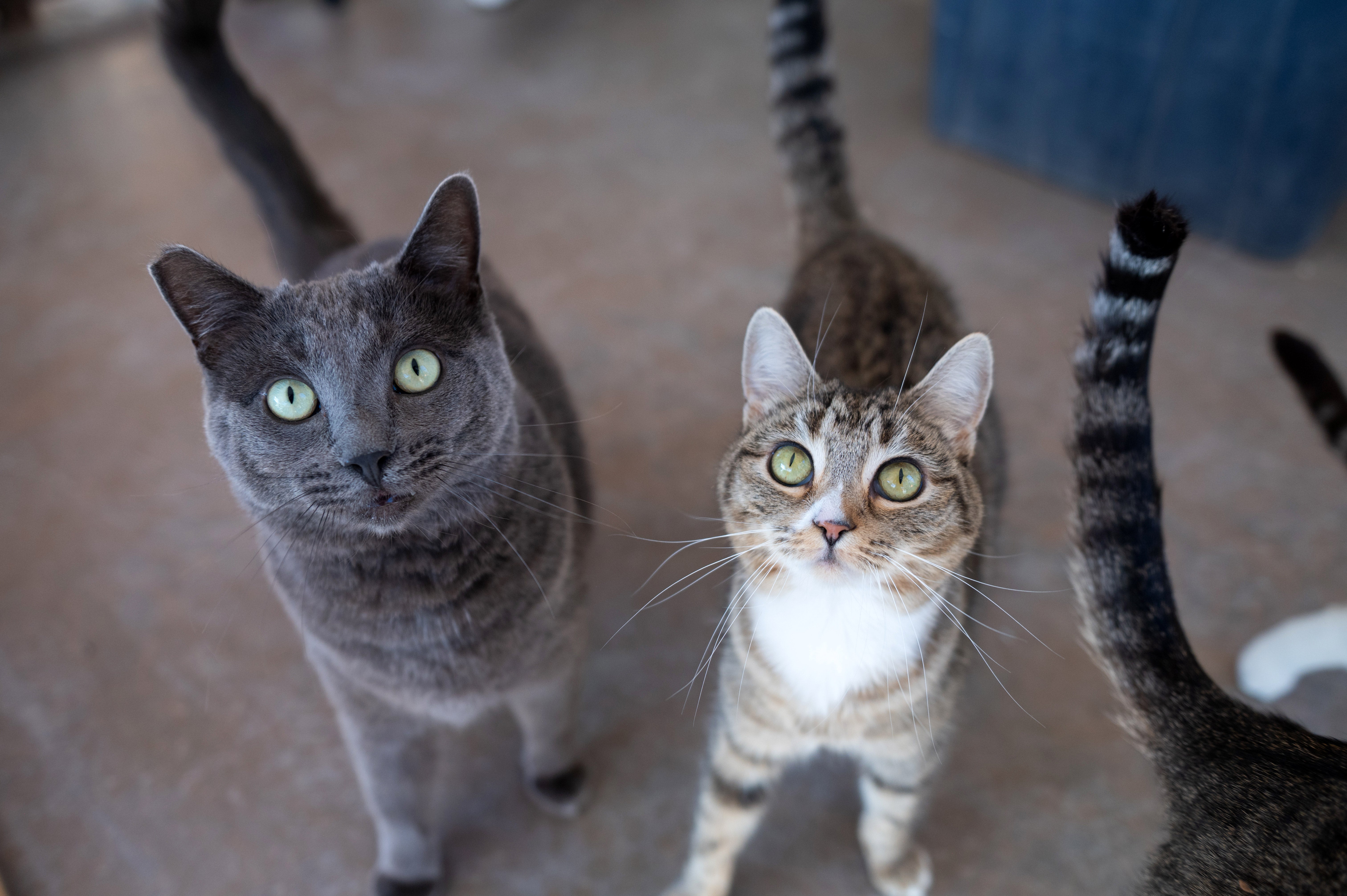 Love leads the way for 2 shy cats | Best Friends Animal Society