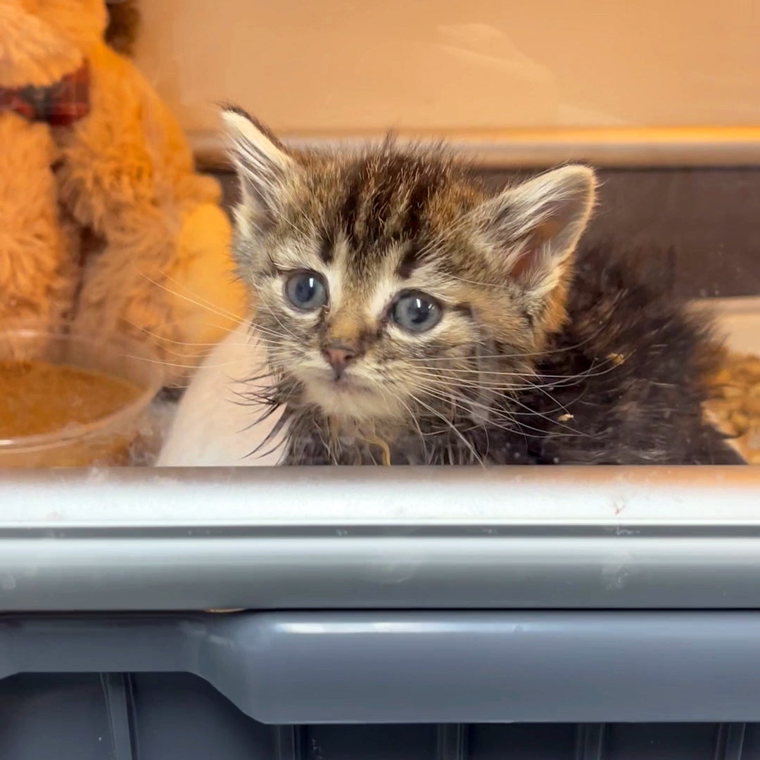 Kitten comes back from the brink | Best Friends Animal Society