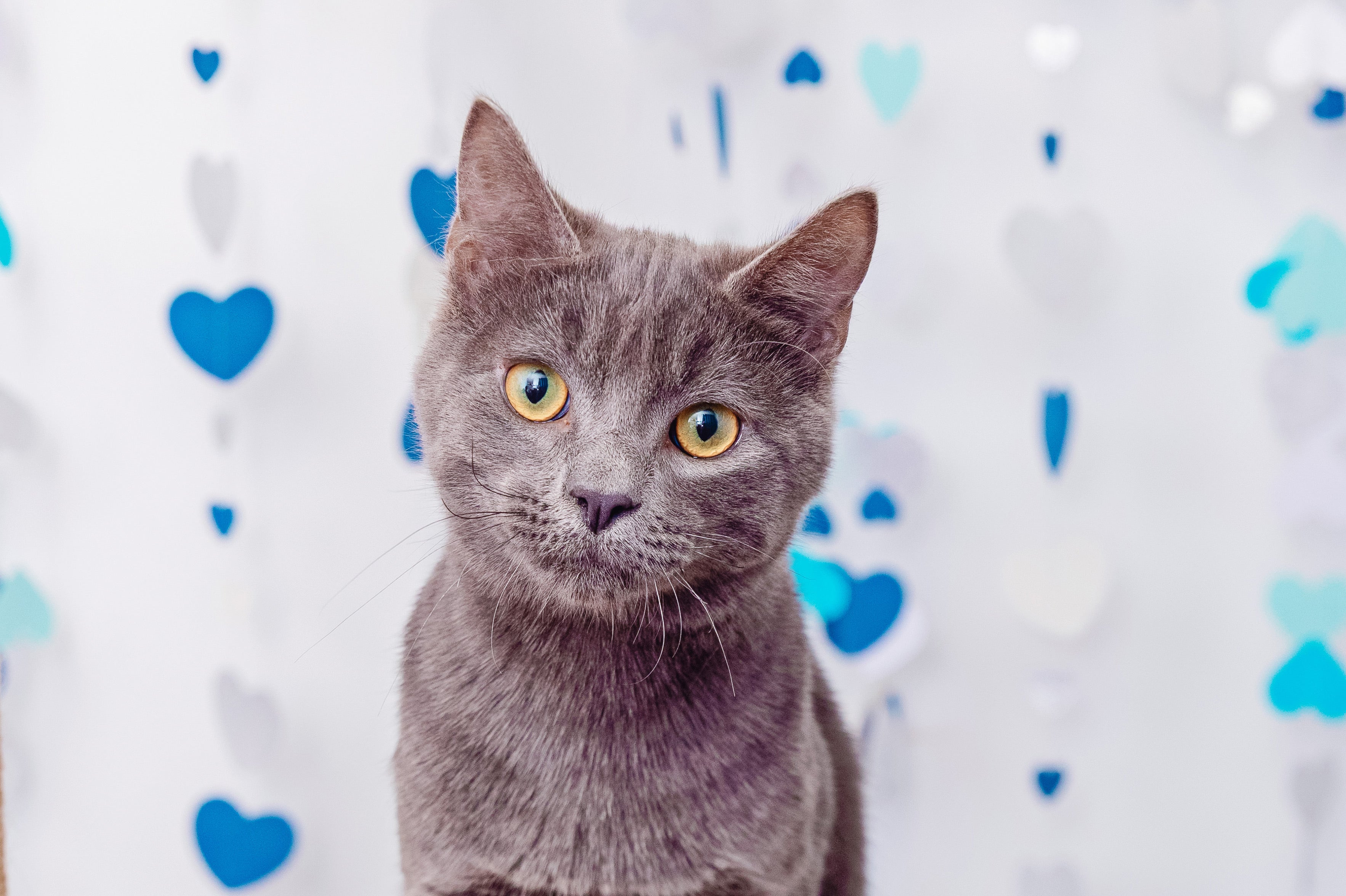 Promoting Animal Welfare & Pet Adoption | Best Friends Animal Society