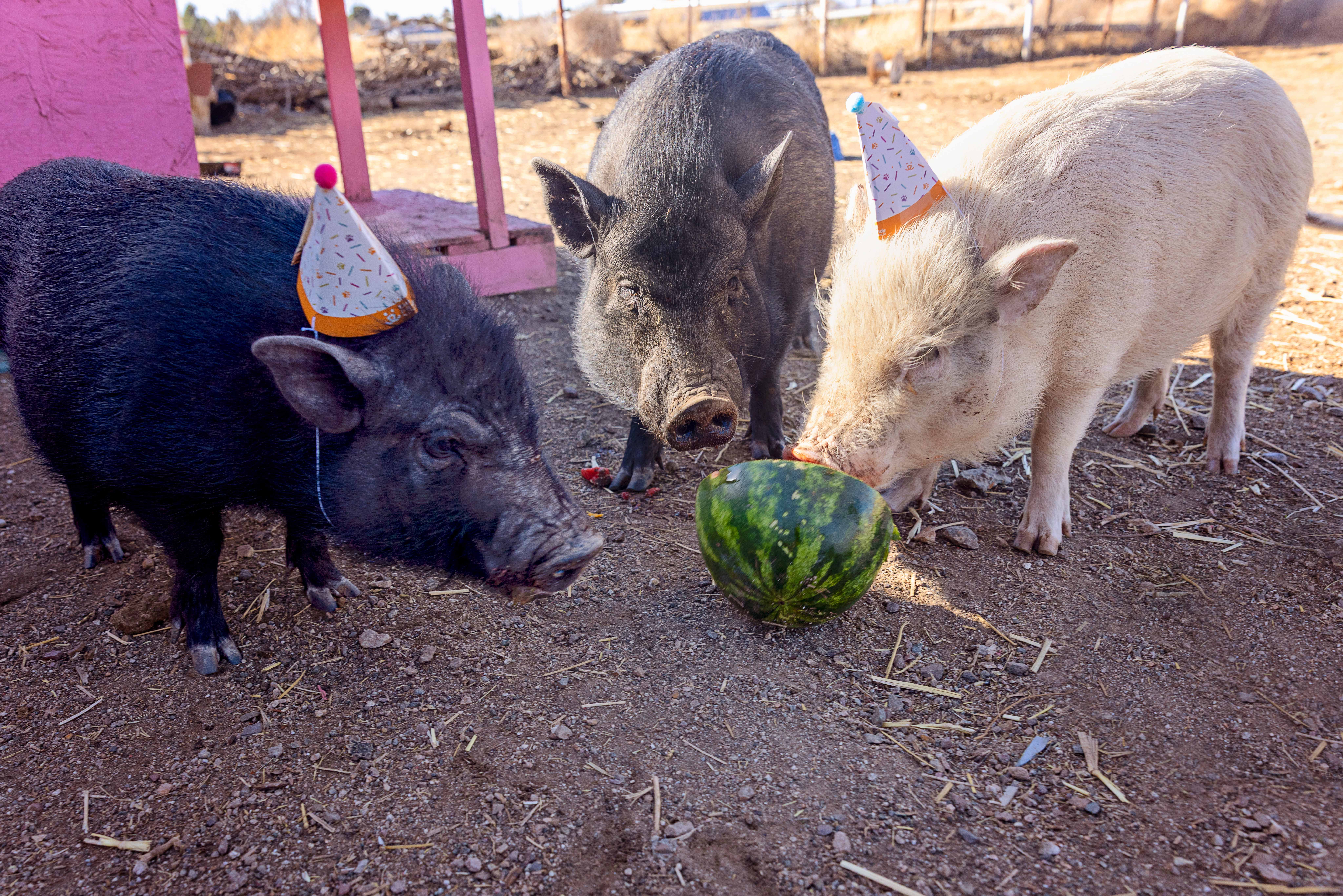 Life’s a party for 3 little pigs | Best Friends Animal Society