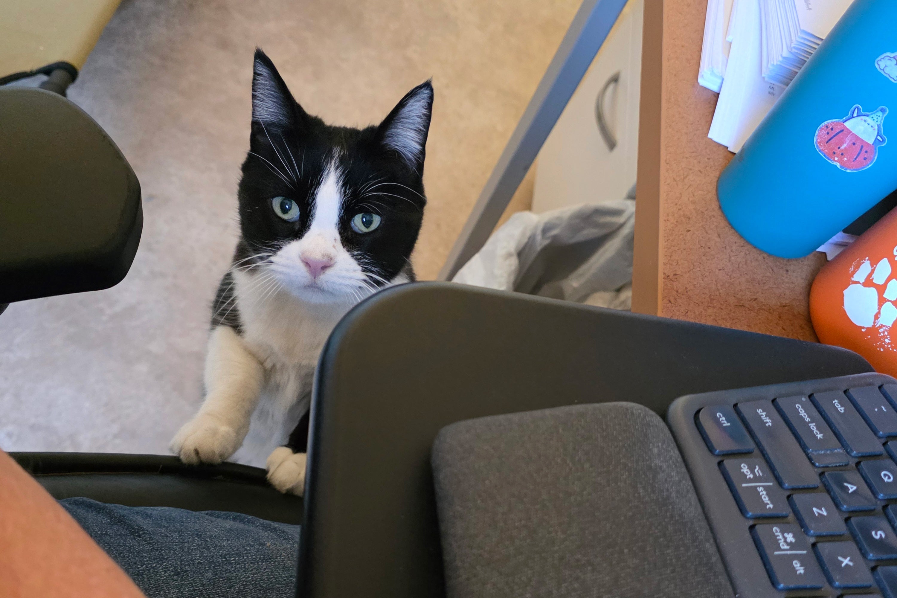 A cat named Whisper finds her voice | Best Friends Animal Society