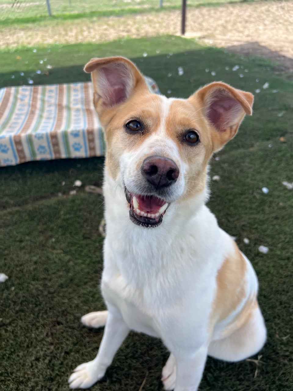 Texas shelter redefining what it means to help pets | Best Friends ...