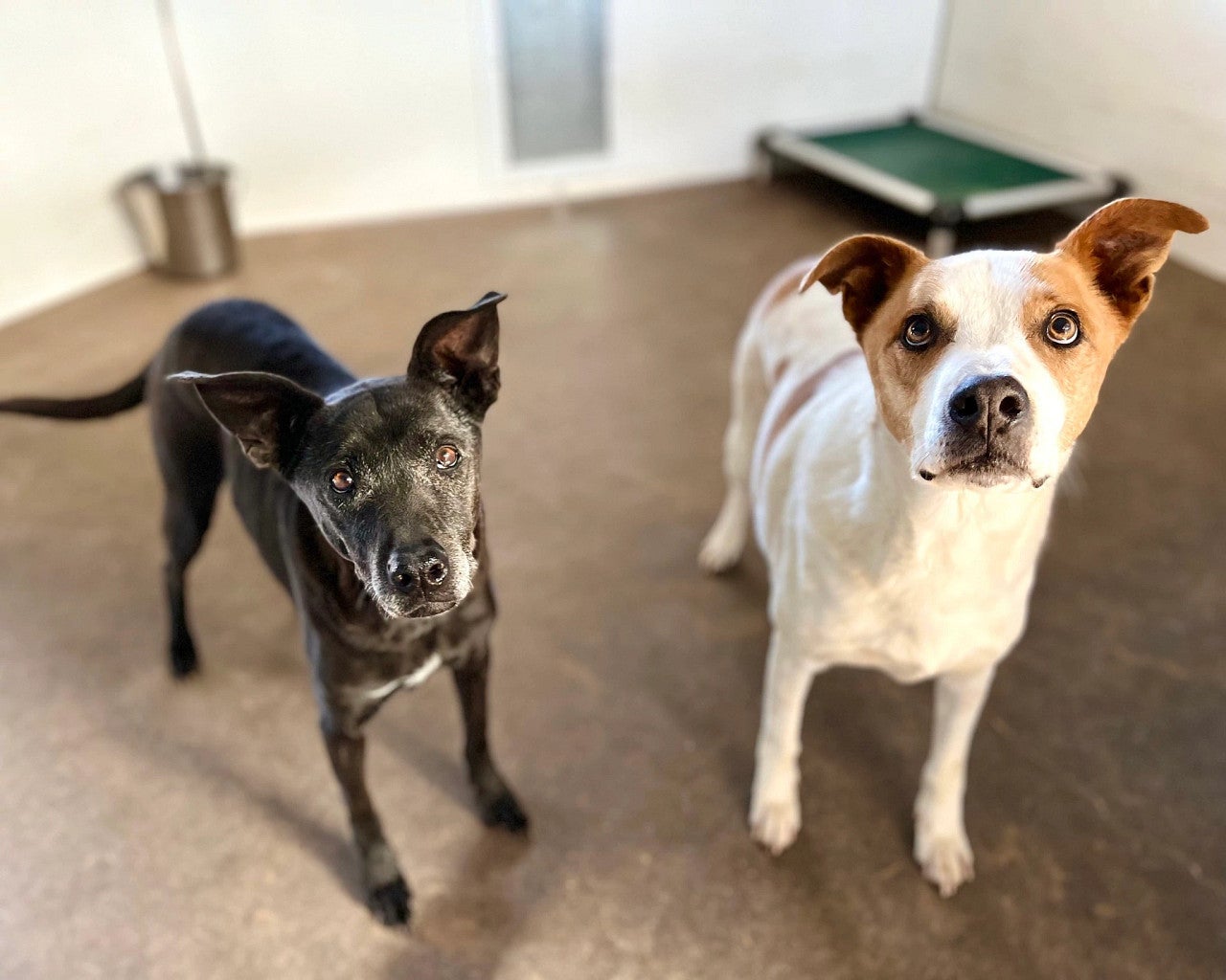 Best friends at Best Friends: A real dynamic doggy duo | Best Friends ...