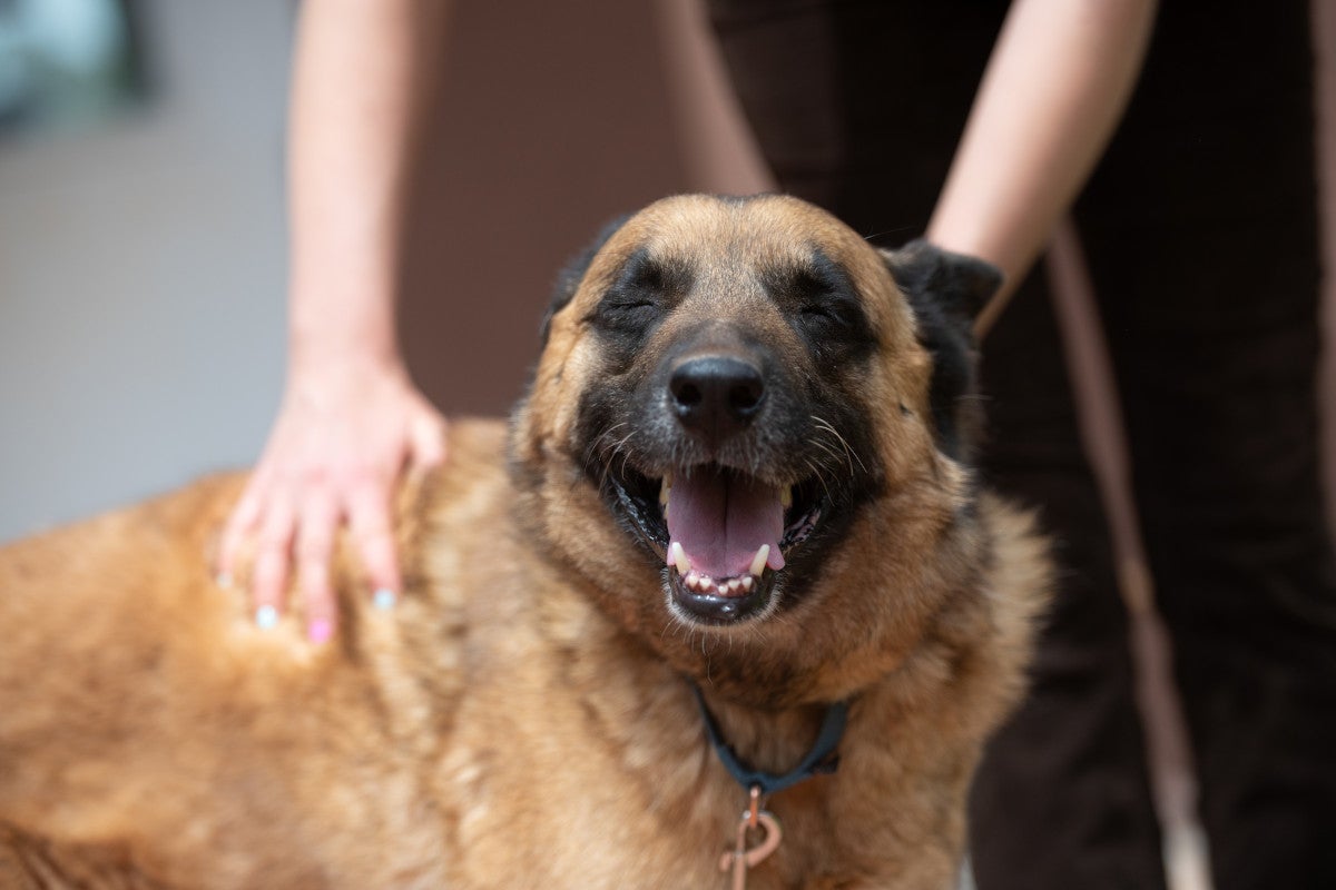 Kindness shines for pets in need | Best Friends Animal Society