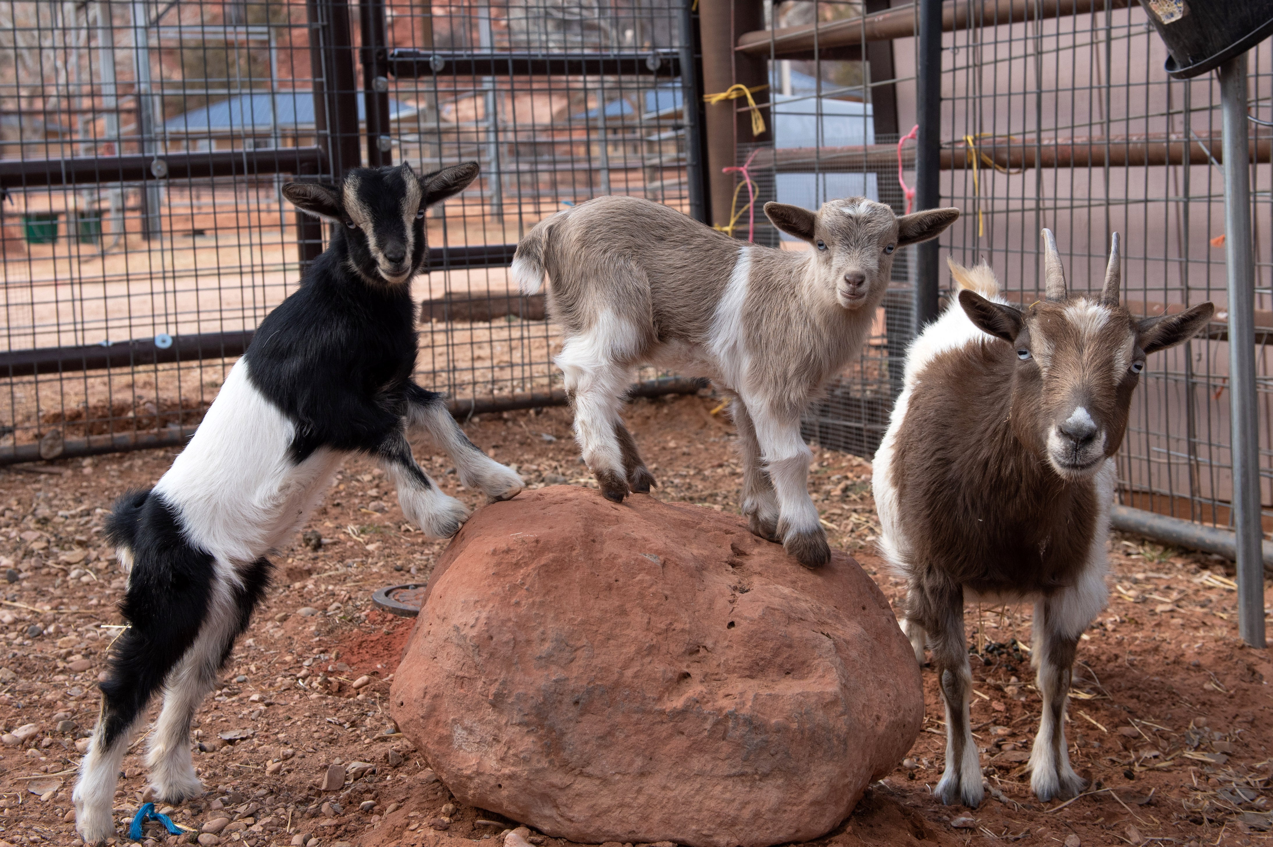 Baby goats? Yes, please! | Best Friends Animal Society