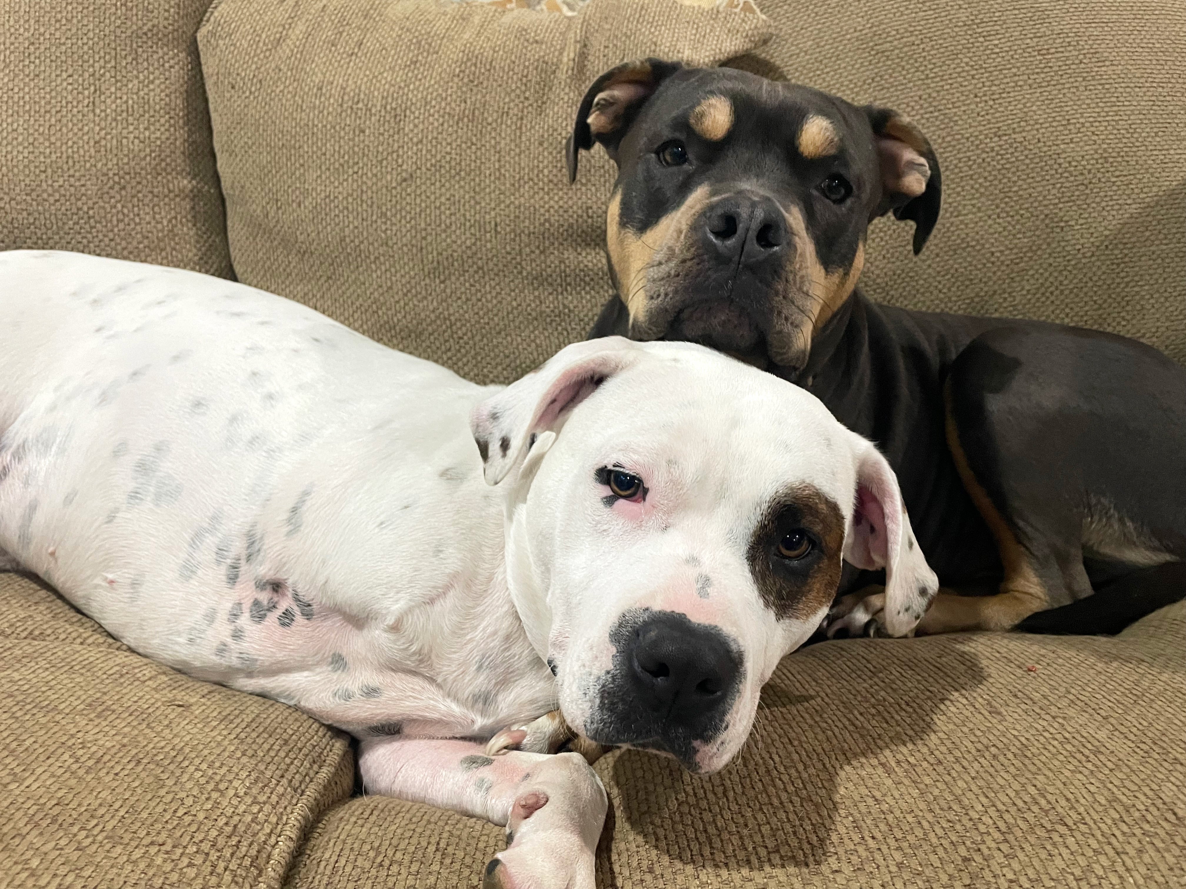 First Coast No More Homeless Pets | Best Friends Animal Society