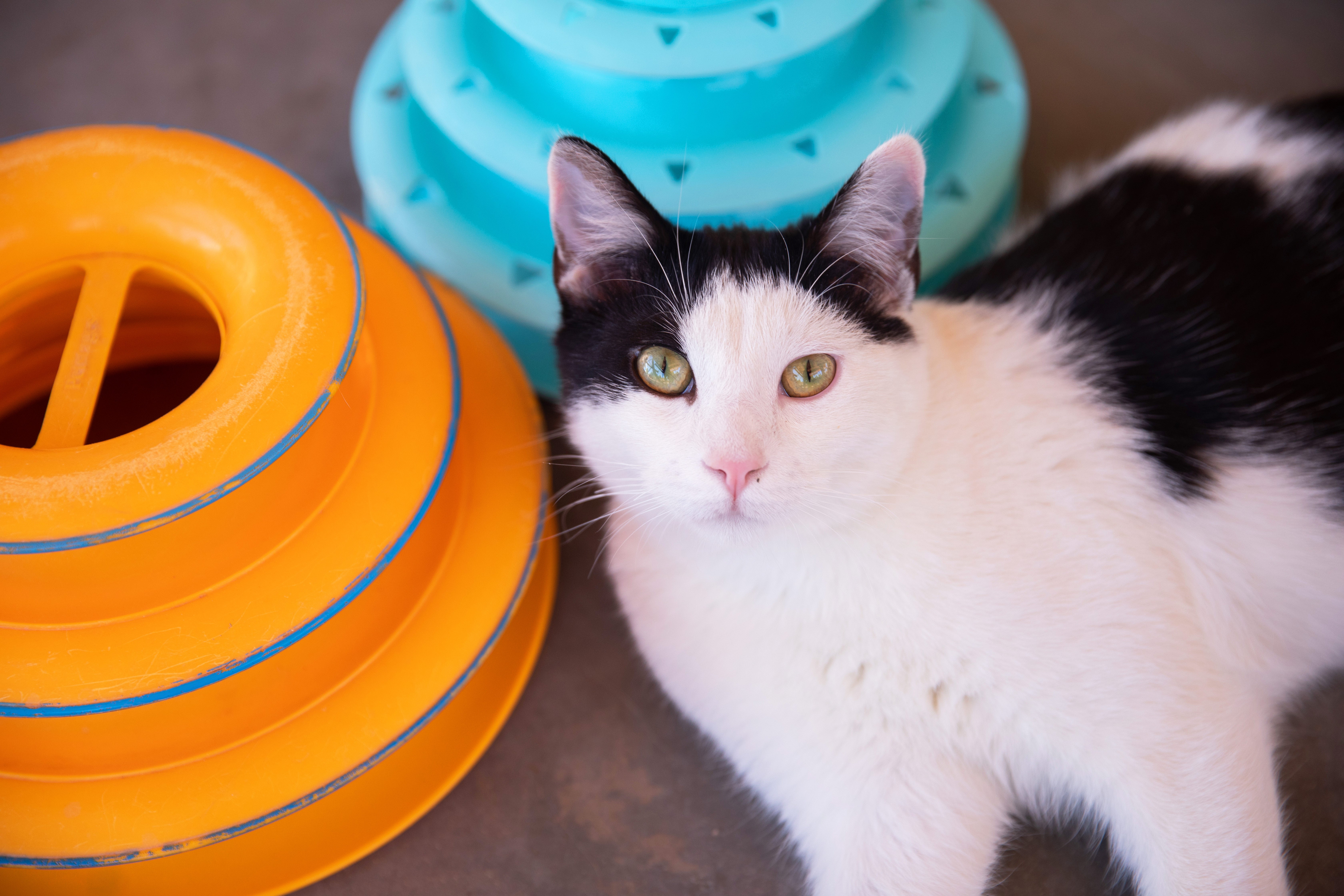 Inspiring, uplifting pet adoption updates | Best Friends Animal Society
