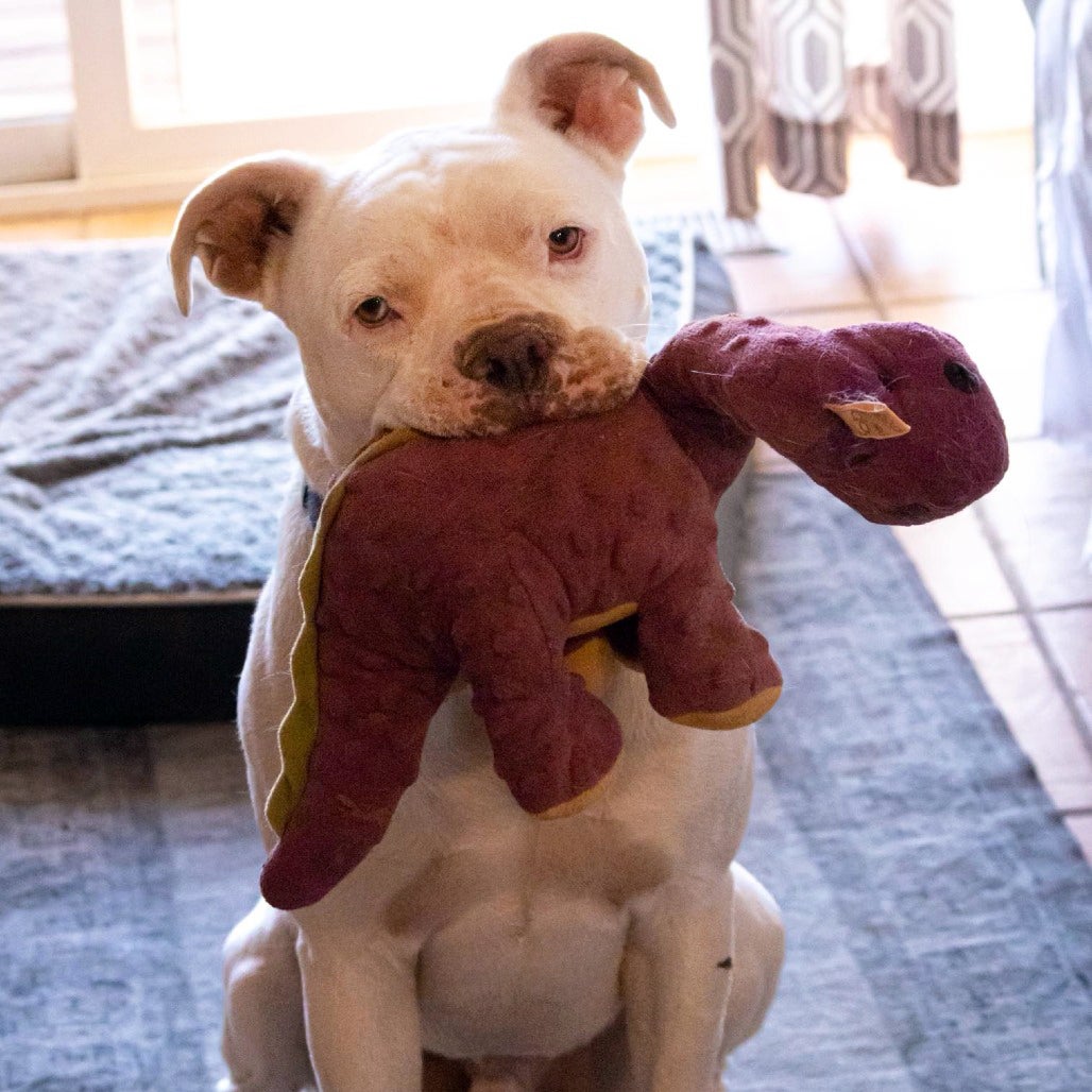 Behind the scenes with Peggy (aka Dogpool) | Best Friends Animal Society