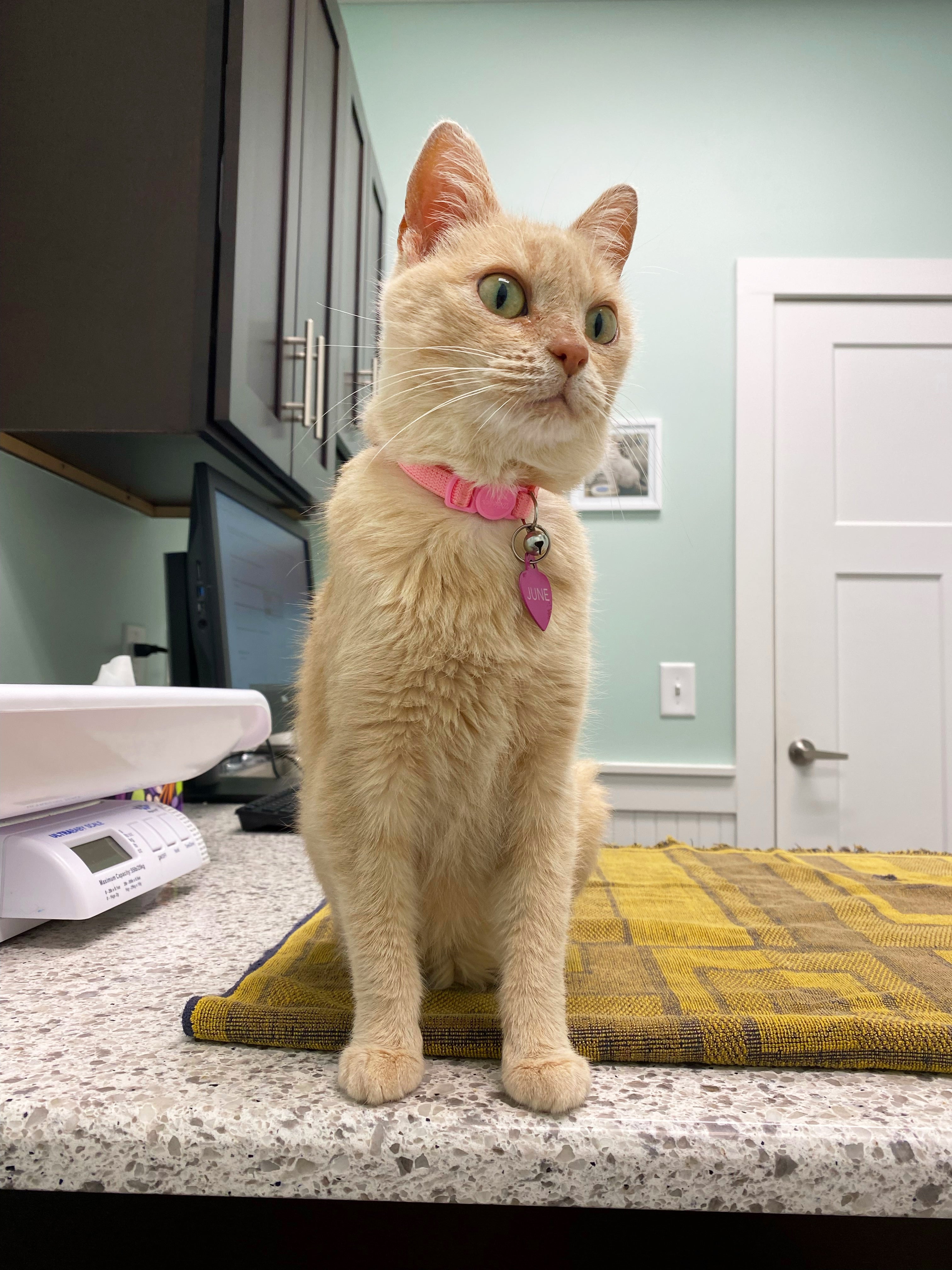 Faces of No-Kill: Injured cat finds comfort in new home | Best Friends ...