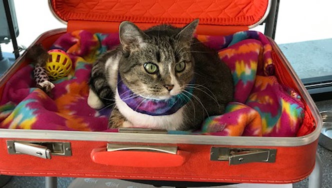 Pets are packing up in preparation for a Super road trip | Best Friends ...