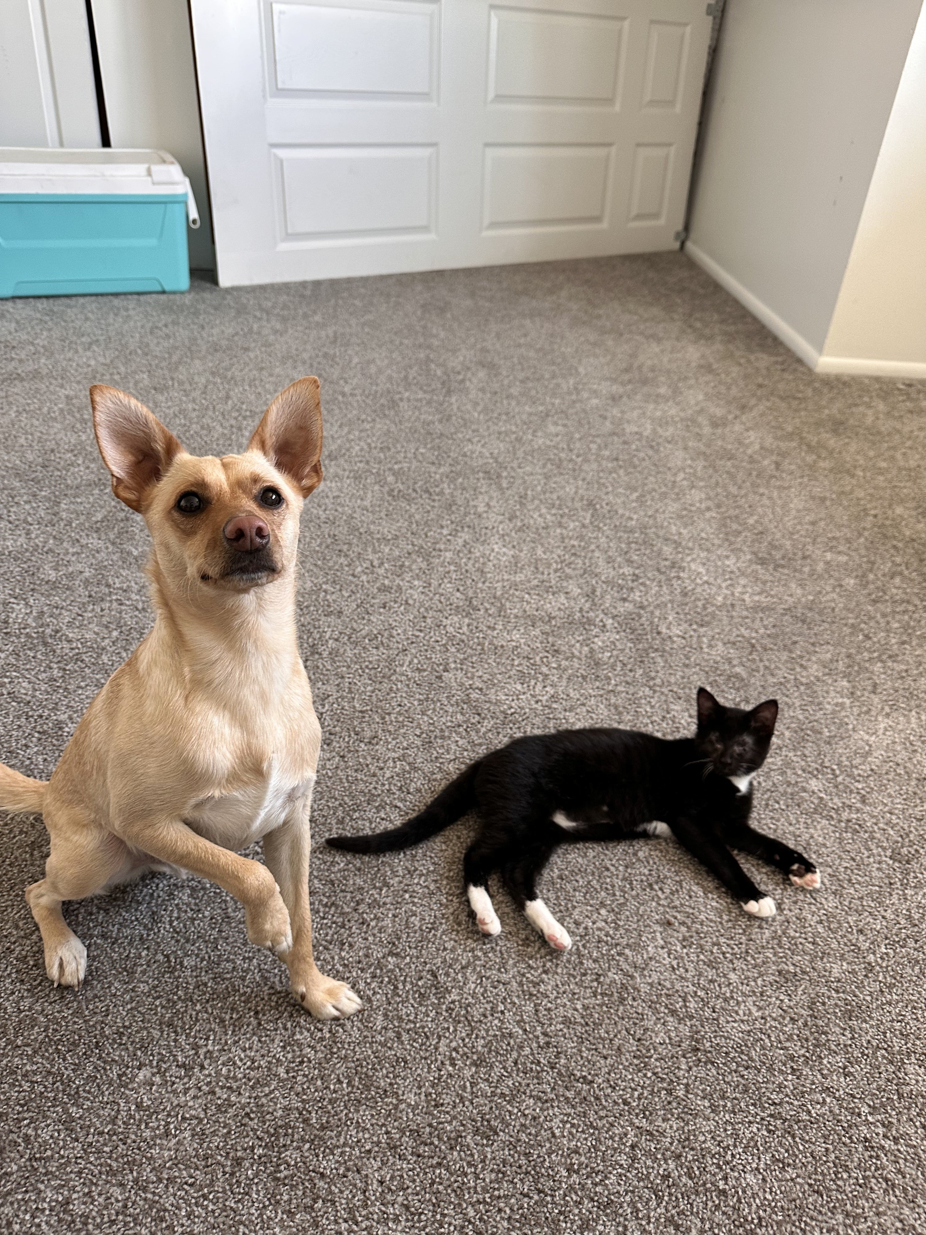 Blind kitten and little dog forge unlikely friendship | Best Friends ...