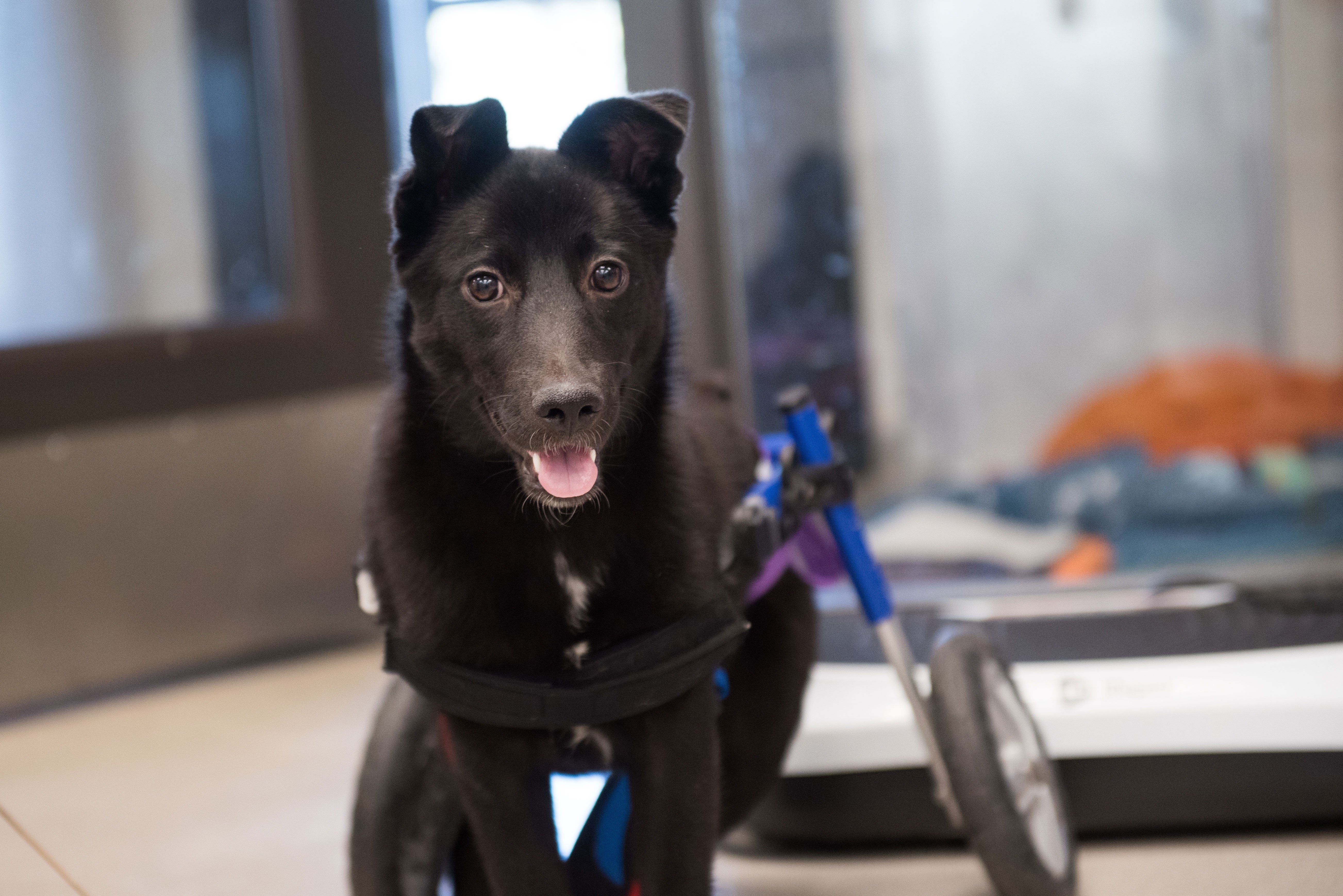Survivor puppy shows big love for life | Best Friends Animal Society