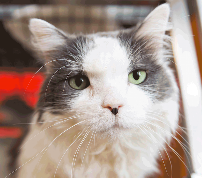 Adorable Adoptable: Gary | Best Friends Animal Society