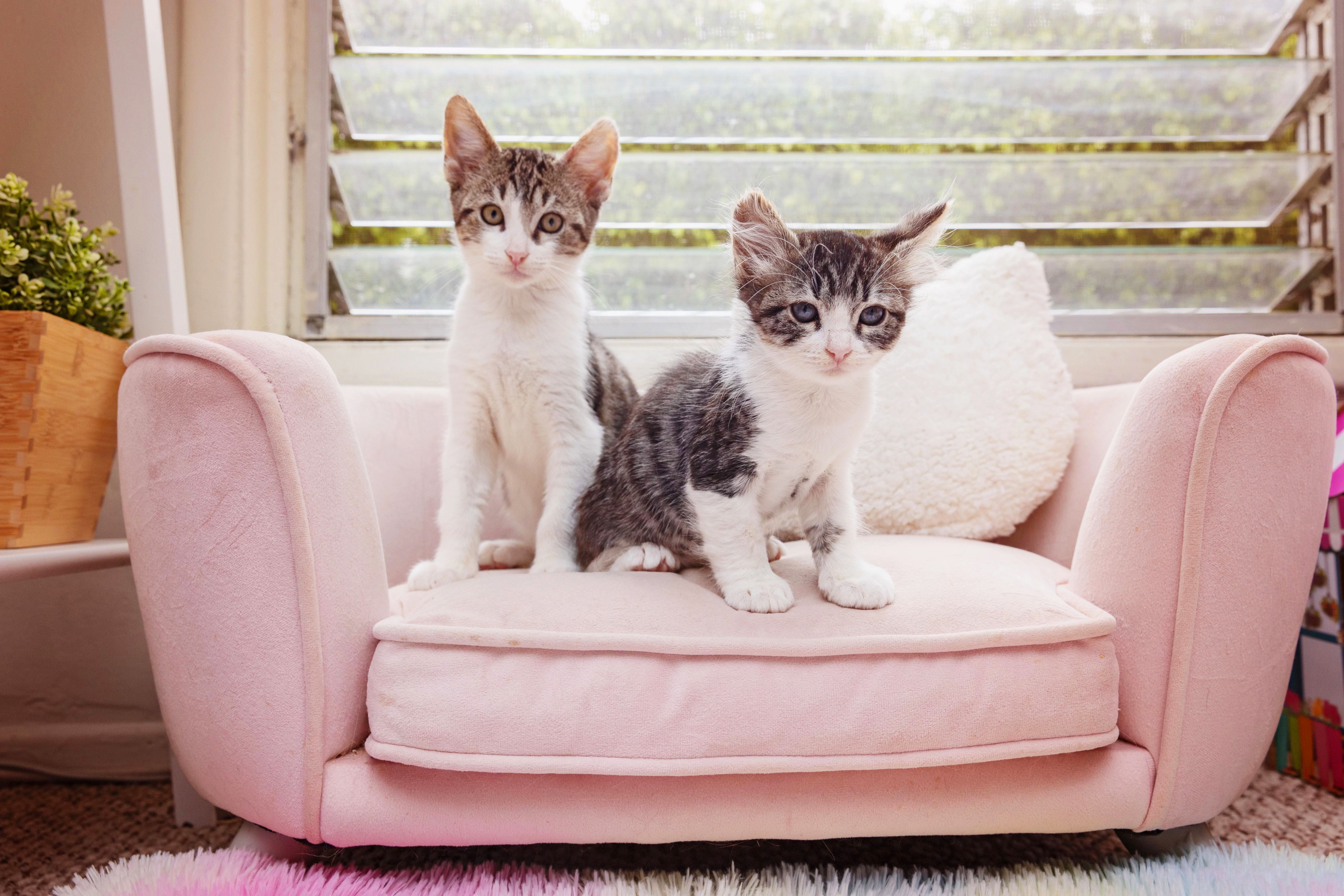 Faces of No-Kill: Kittens heal from contagious condition | Best Friends Animal Society