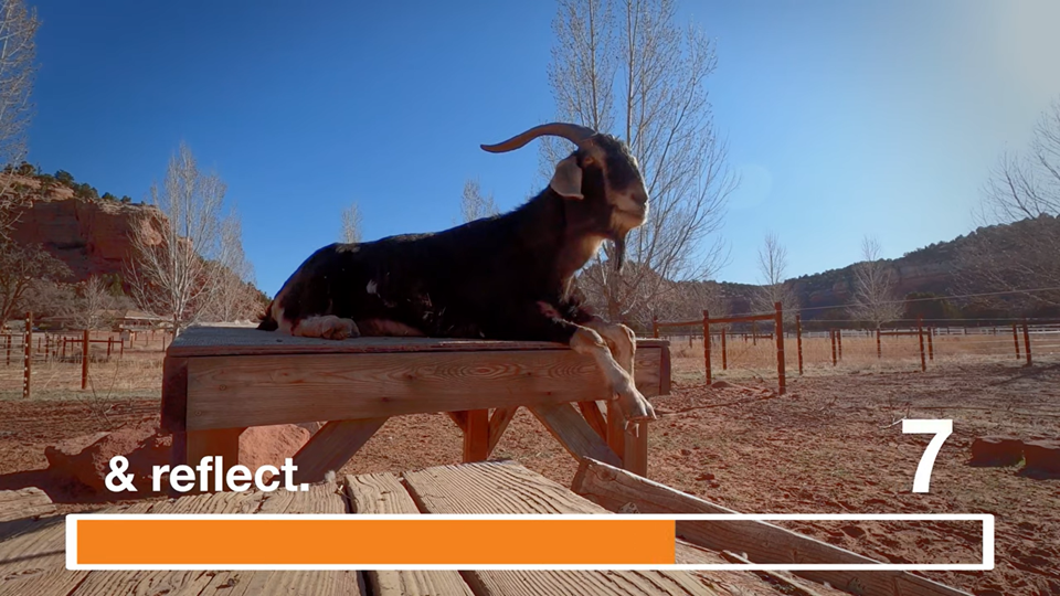 Relax and recharge with a goat | Best Friends Animal Society - Save ...
