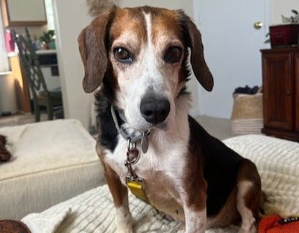 How two Virginia animal shelters, with the help of Best Friends ...