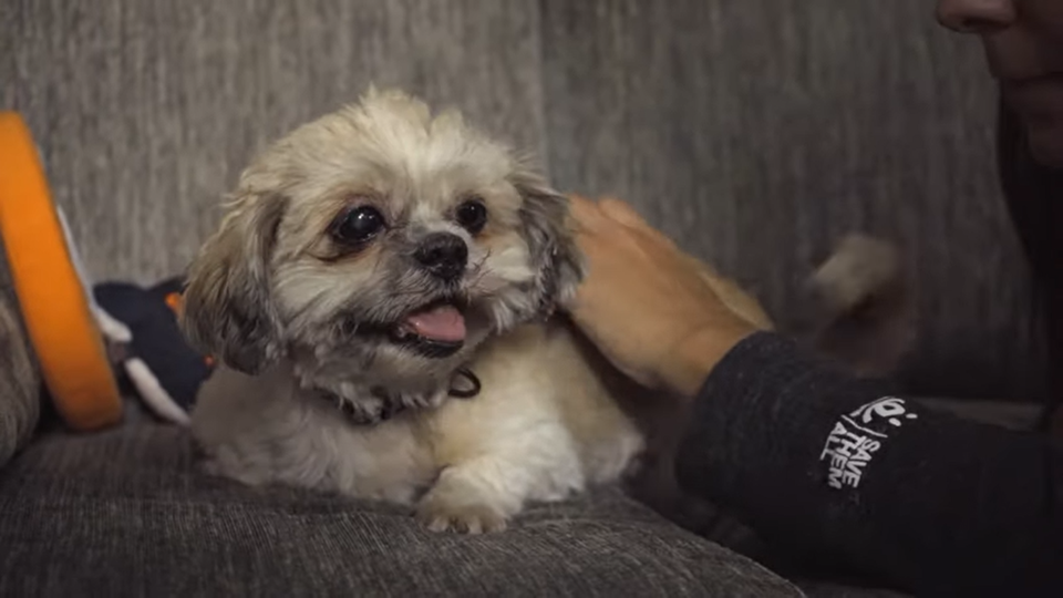 My best friend has paws | Best Friends Animal Society