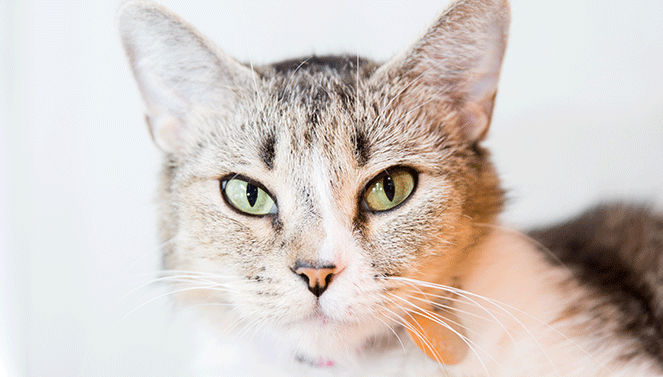 Adorable Adoptable: Shoo Fly | Best Friends Animal Society - Save Them All