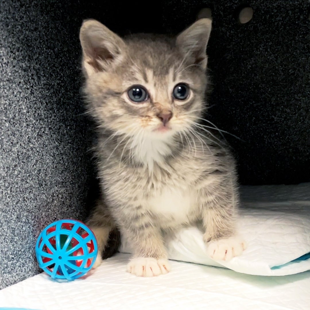 Kitten who’s paralyzed purrs through life | Best Friends Animal Society