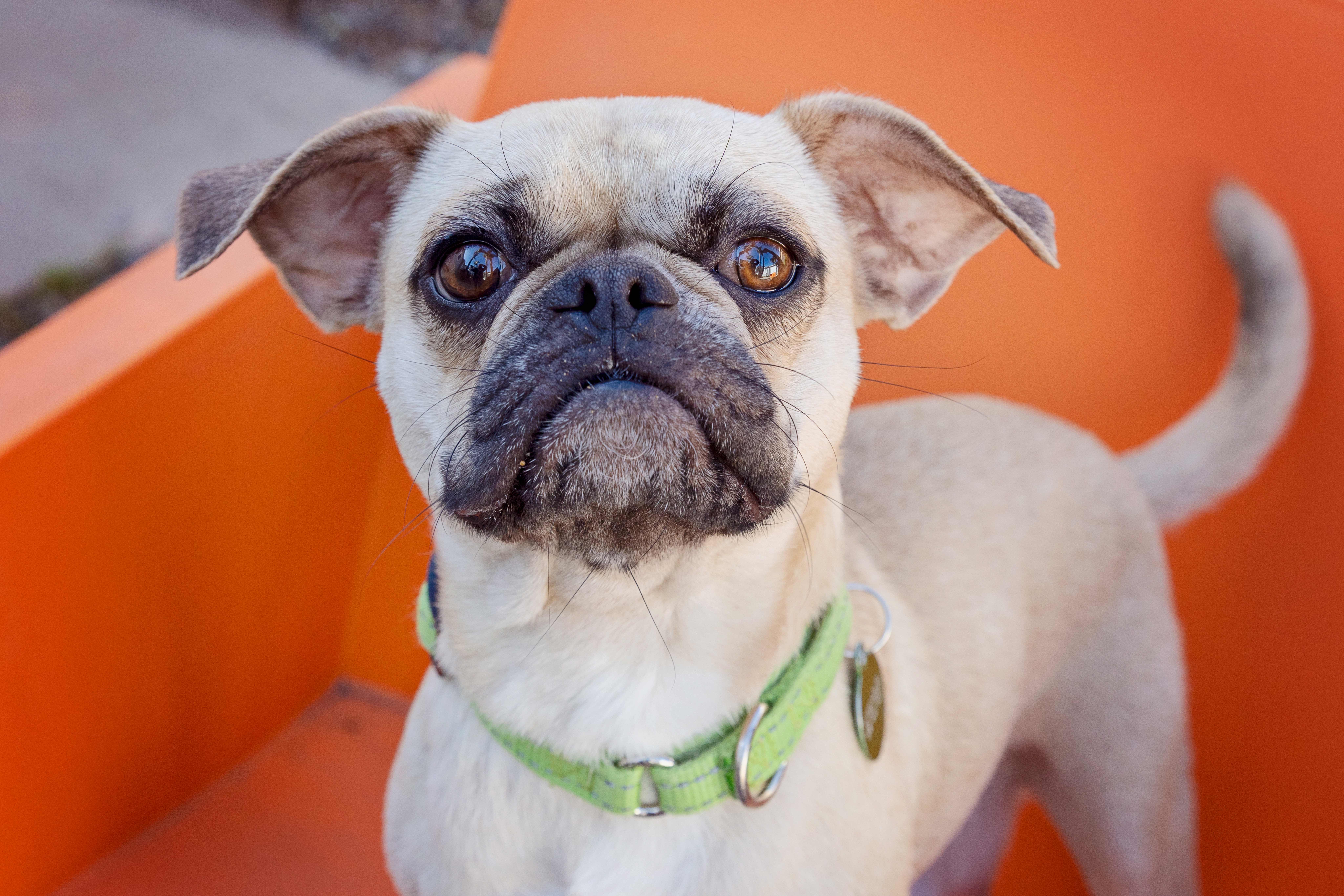 7 ways to promote pet adoption without being pushy | Best Friends ...