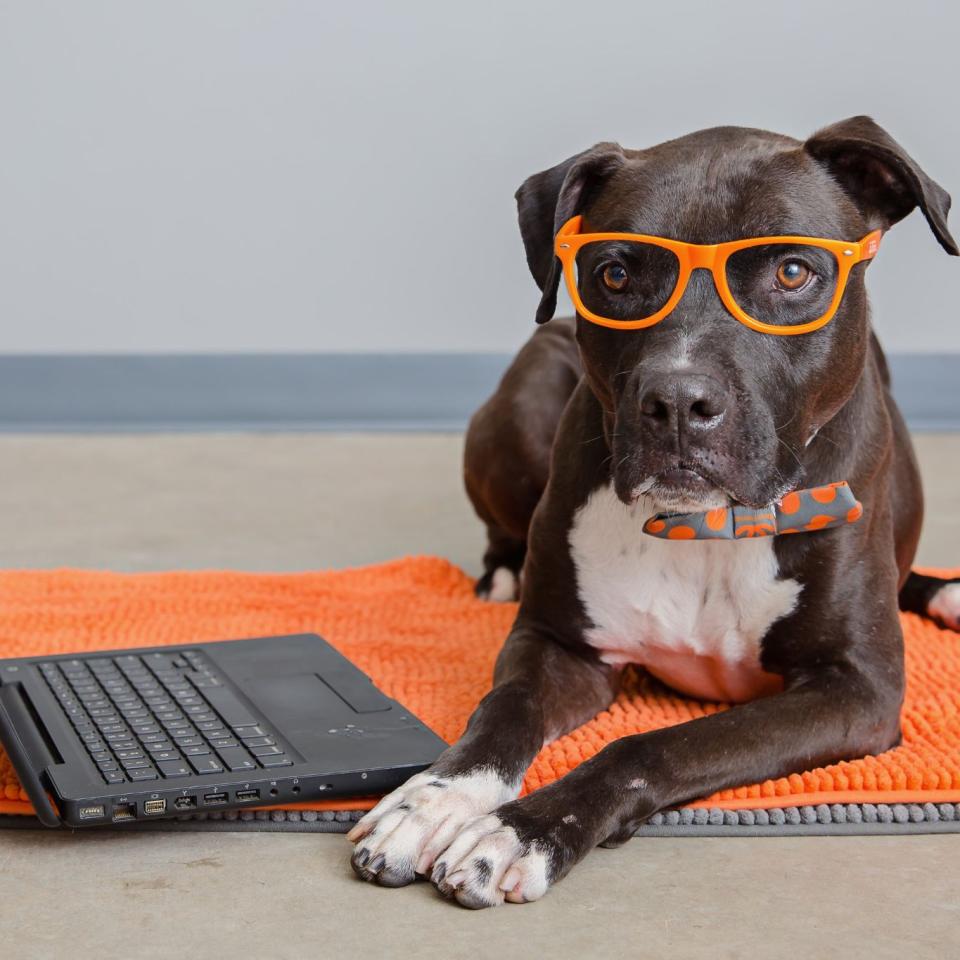 Network Partners | Best Friends Animal Society