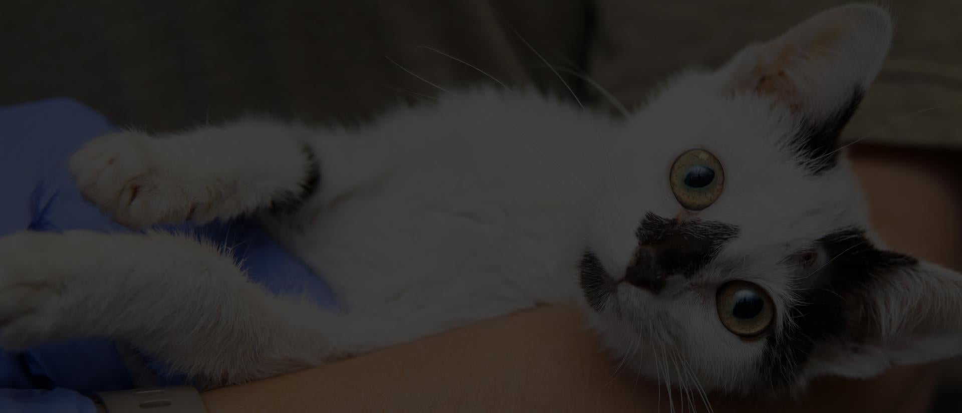 Adopt | Best Friends Animal Society - Save Them All