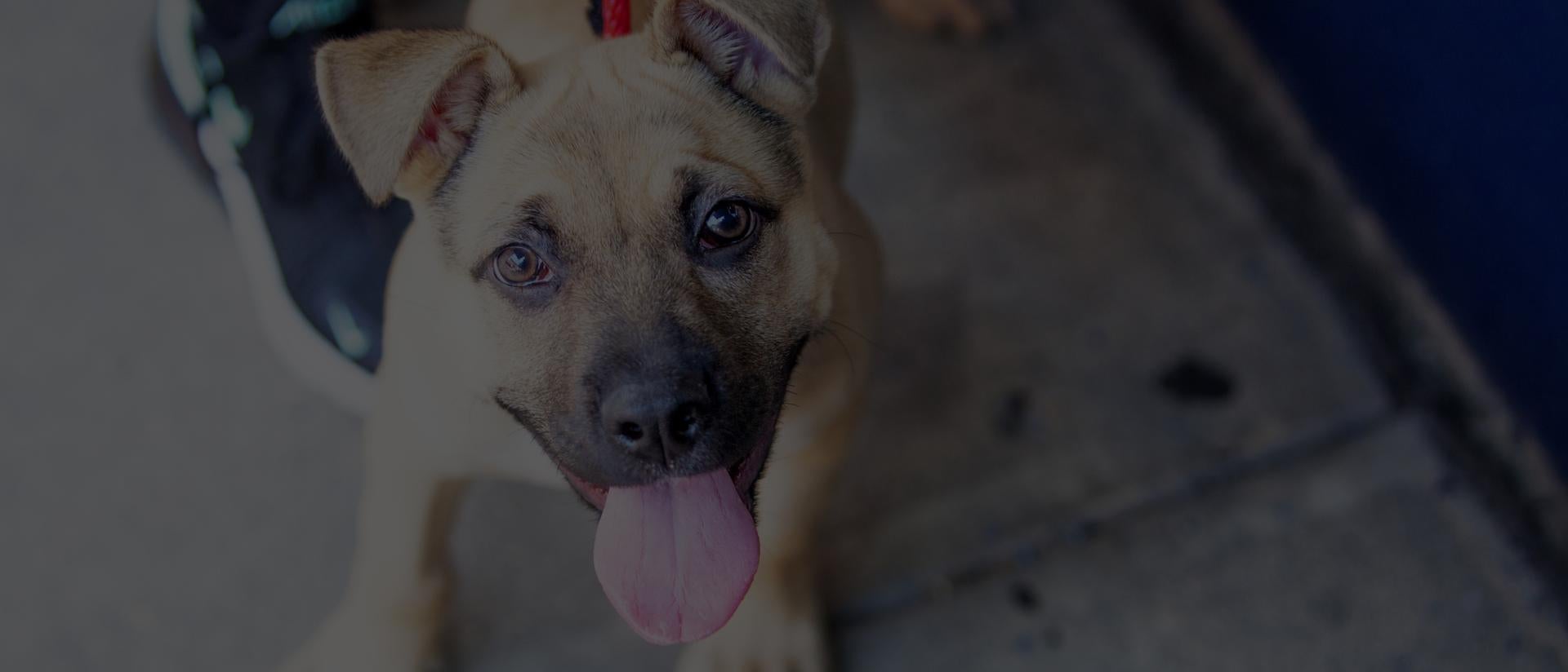 Adopt | Best Friends Animal Society - Save Them All