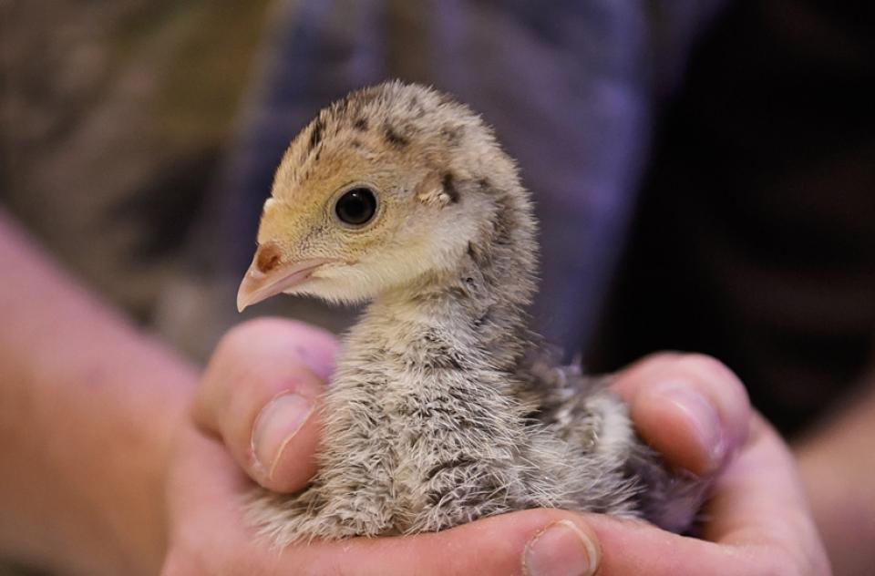 Hero - Feature | Best Friends Animal Society - Save Them All